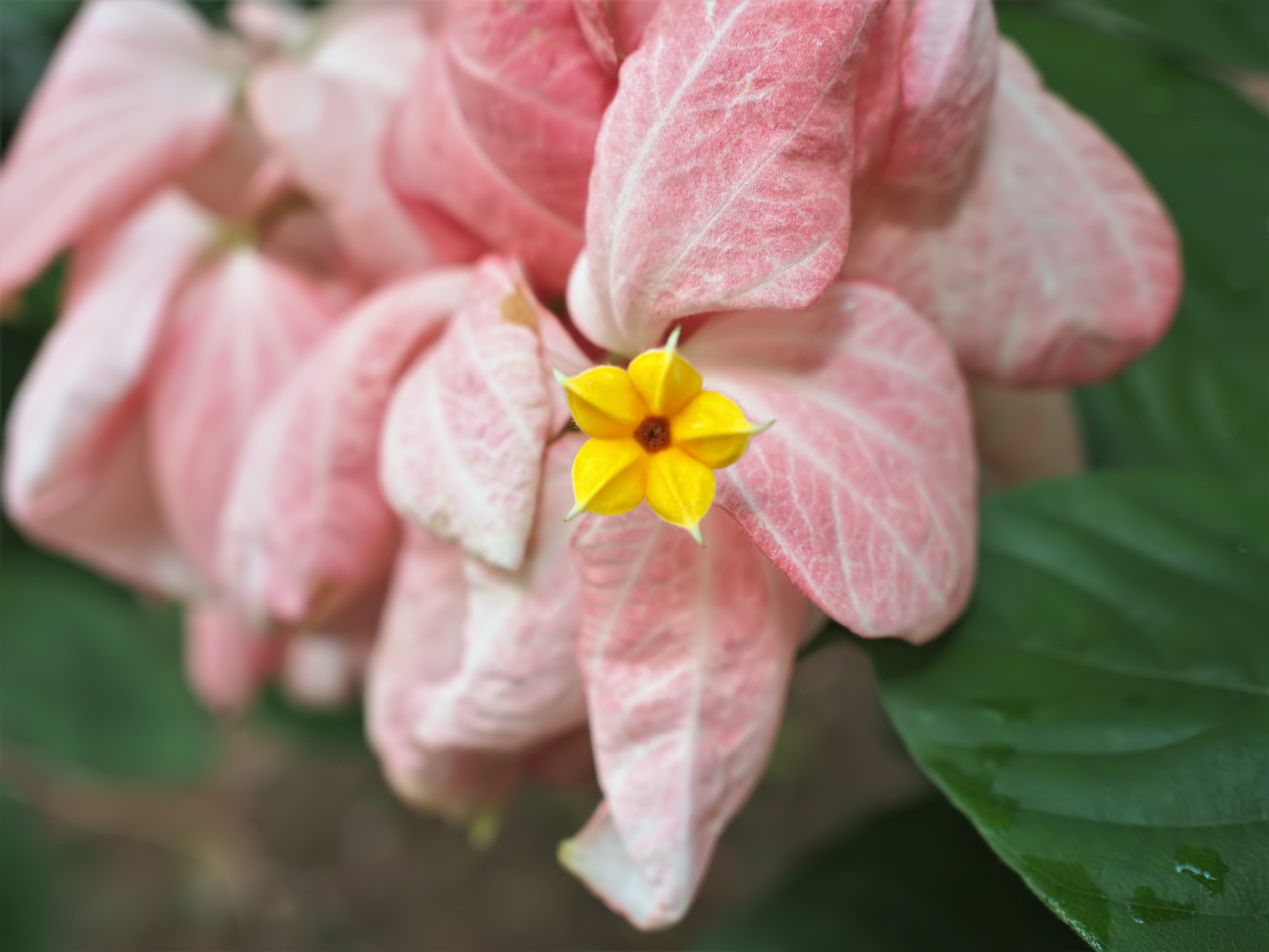Flower Flora Nature free image download