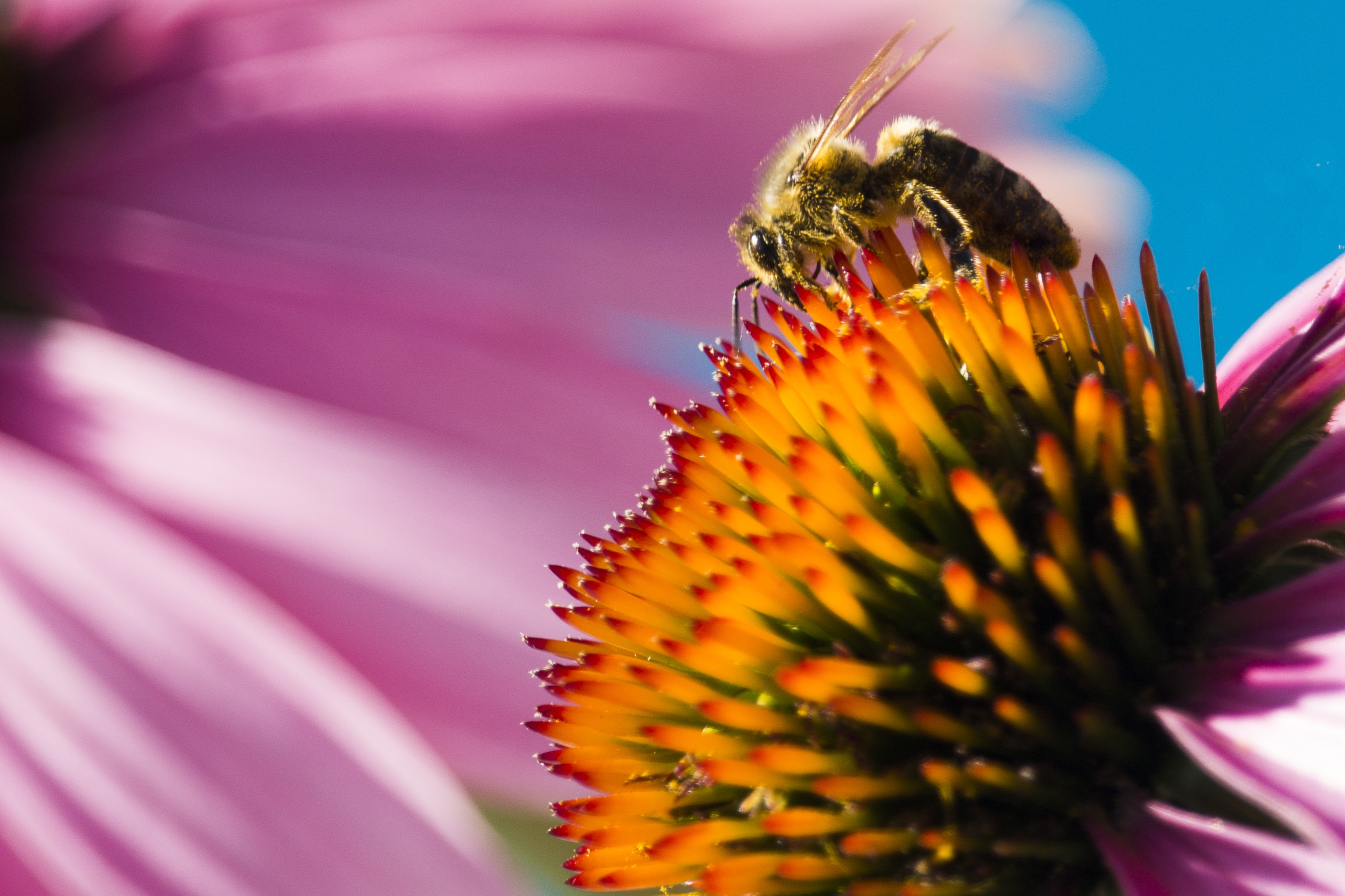 Nature Bee free image download
