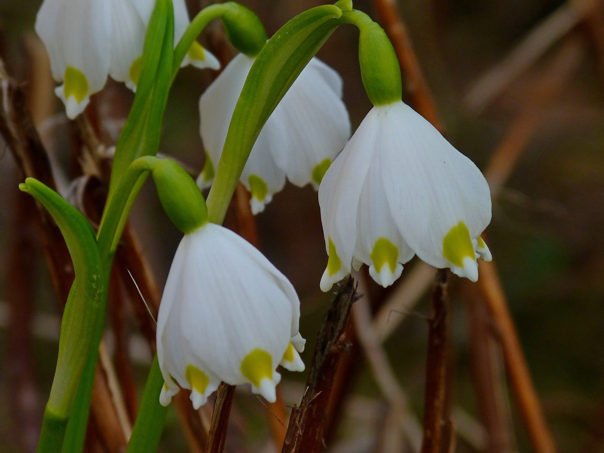 No One Flower Nature At The Court free image download