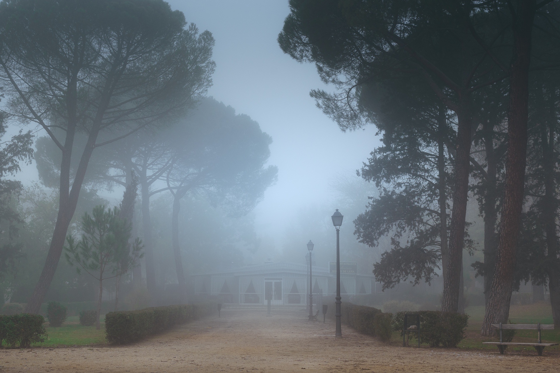 Fog Nature Trees free image download