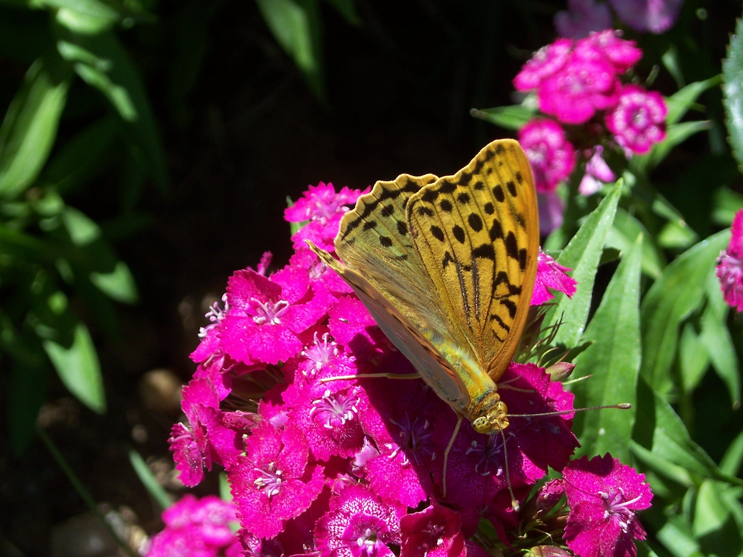 Spring Butterfly Flowers free image download