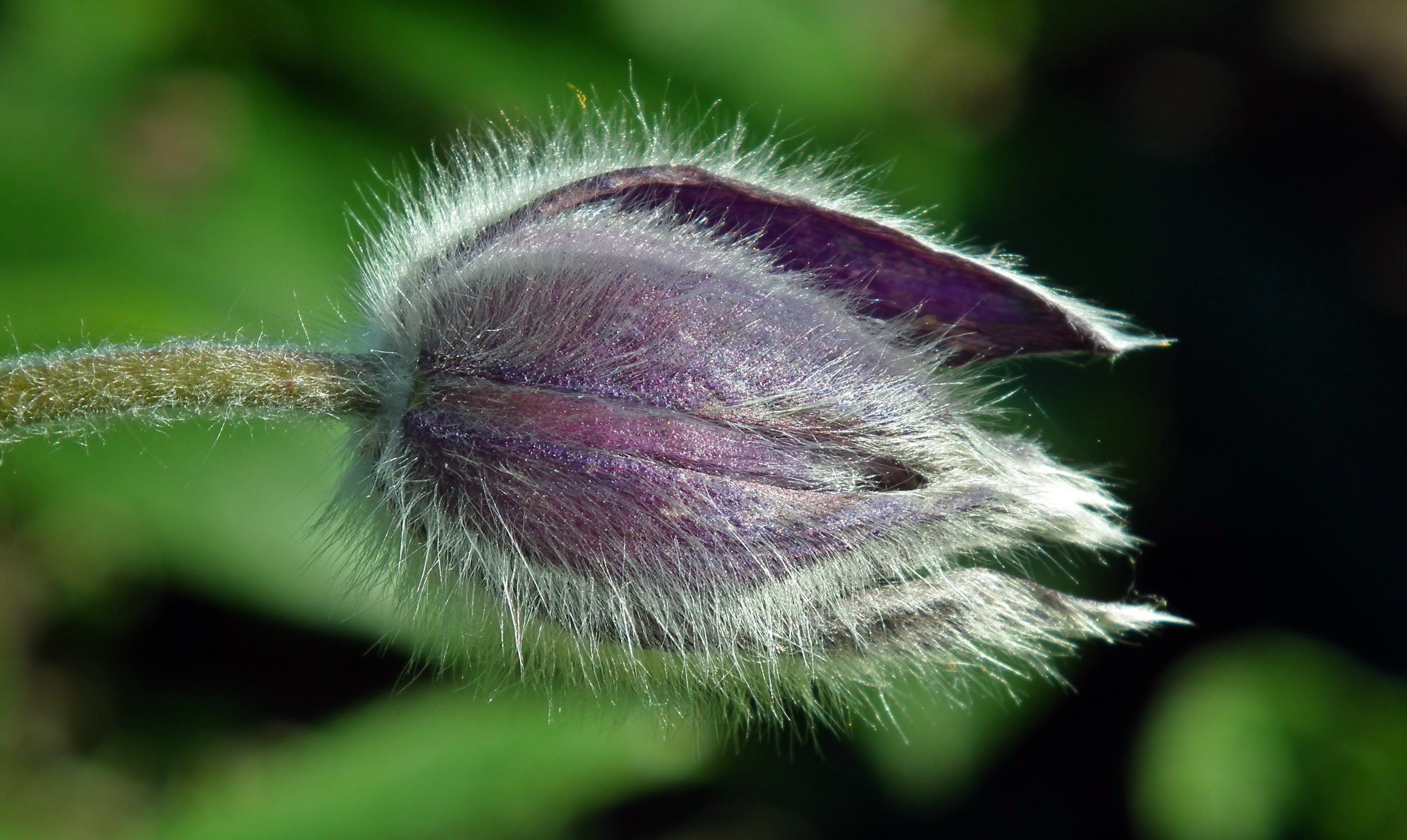 Flower Bud Anemone free image download