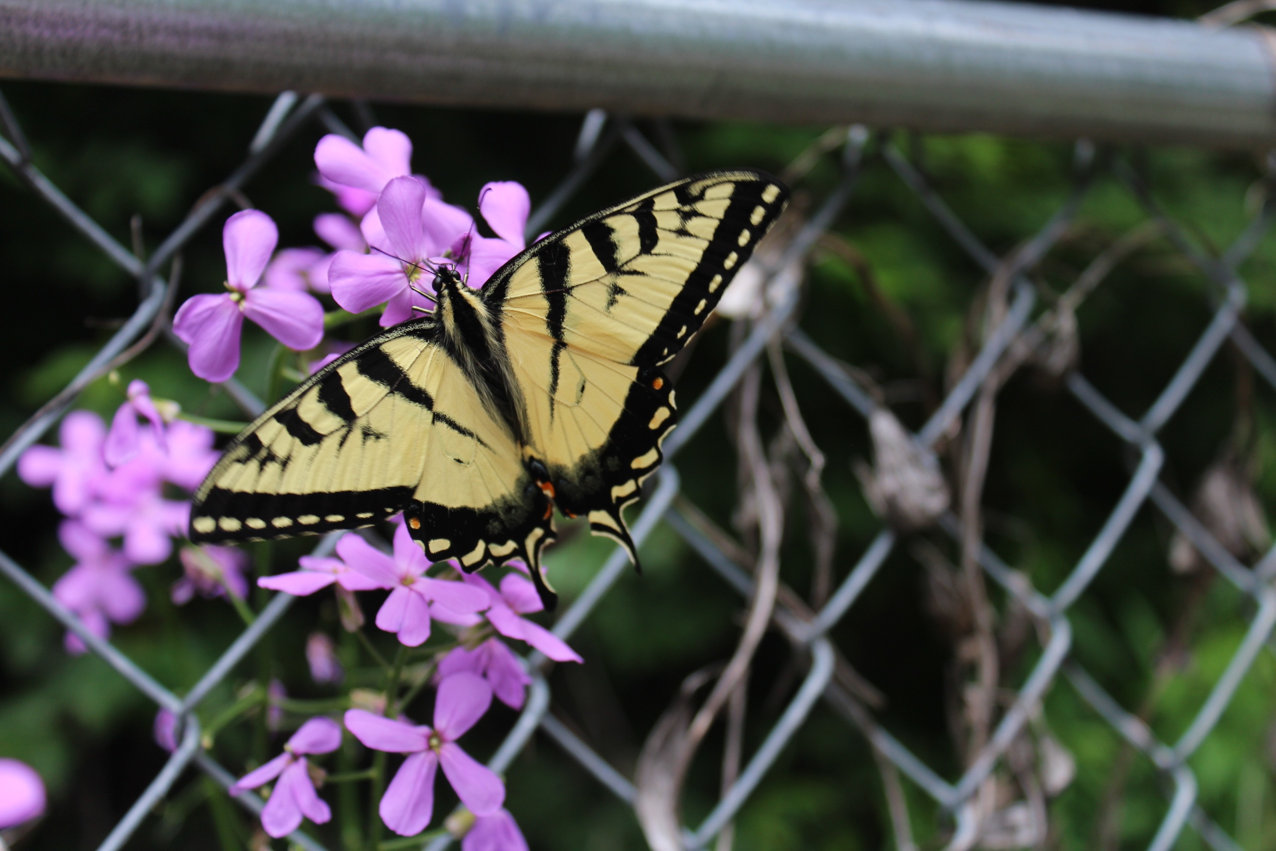 Butterfly Summer Flowers free image download