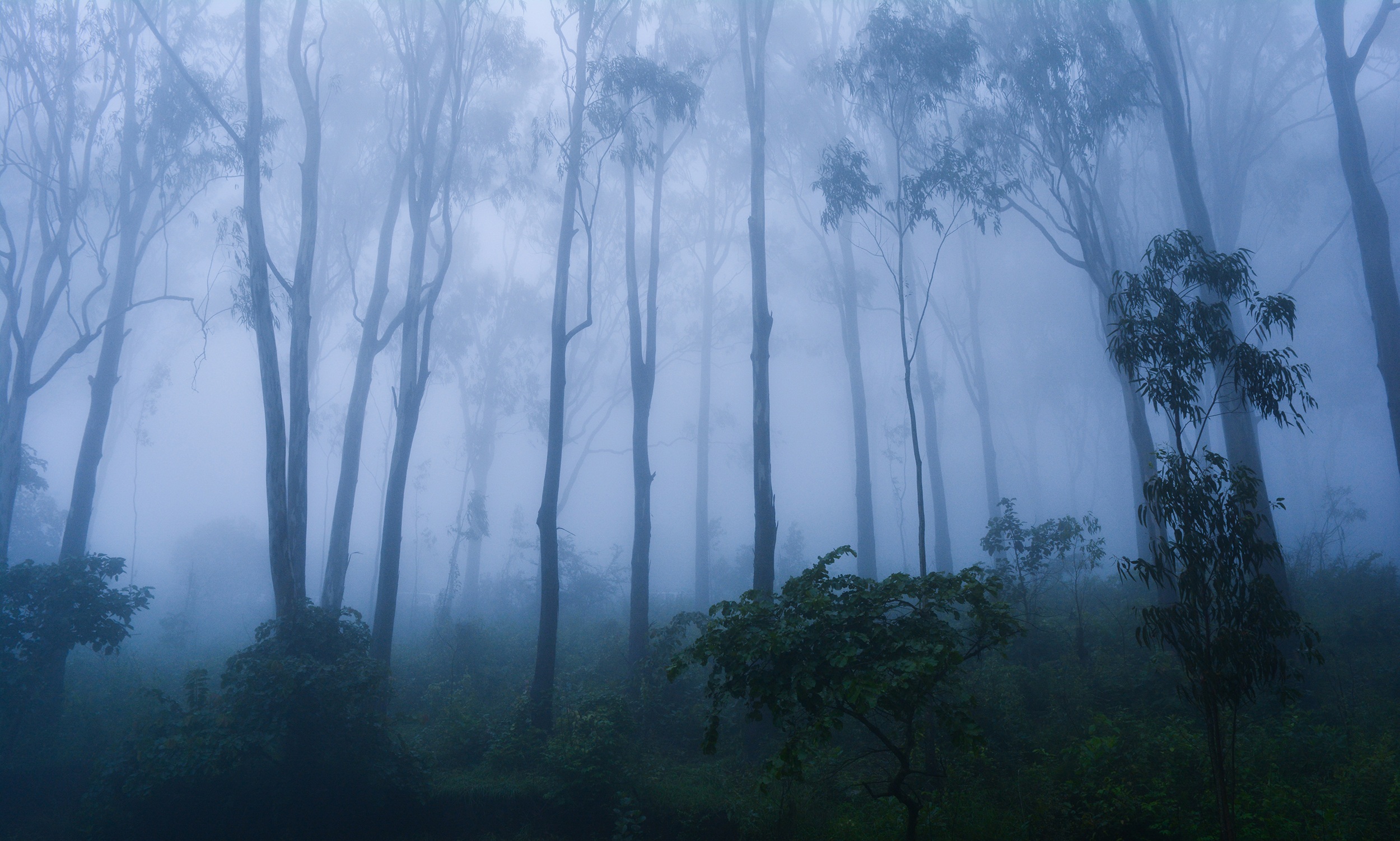 Fog Trees Nature free image download