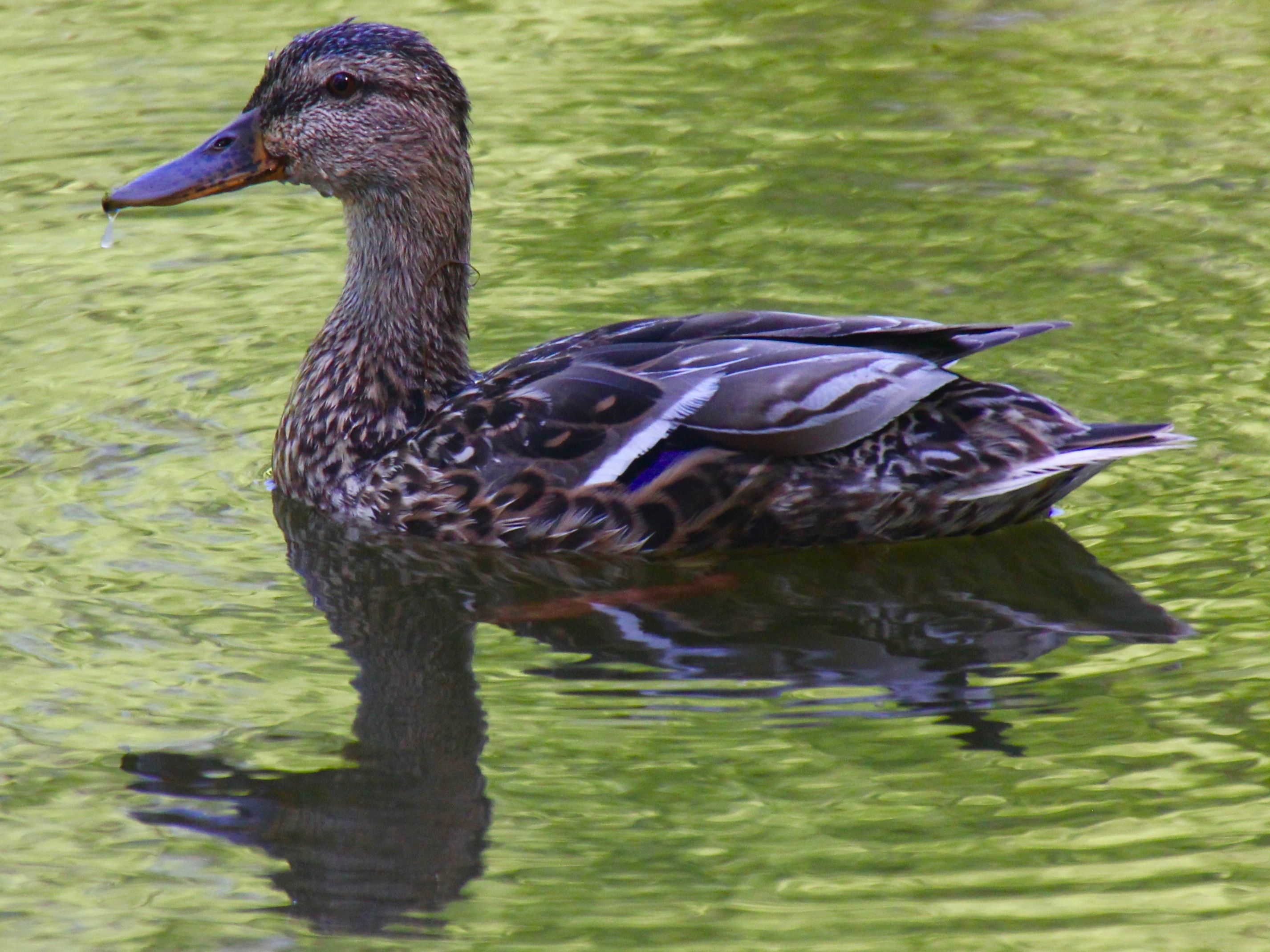 Duck Bird Water Wild free image download
