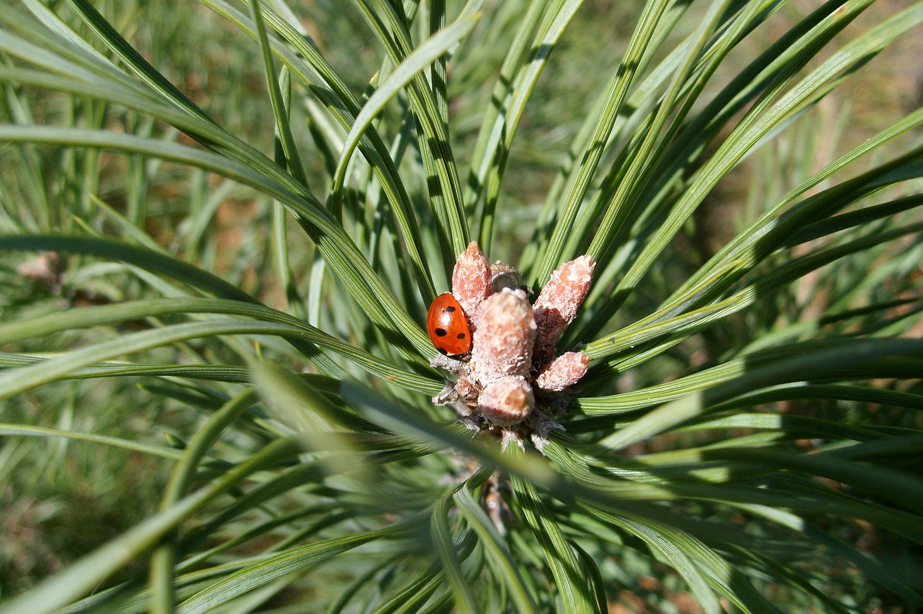 Pine Insect Ladybug free image download