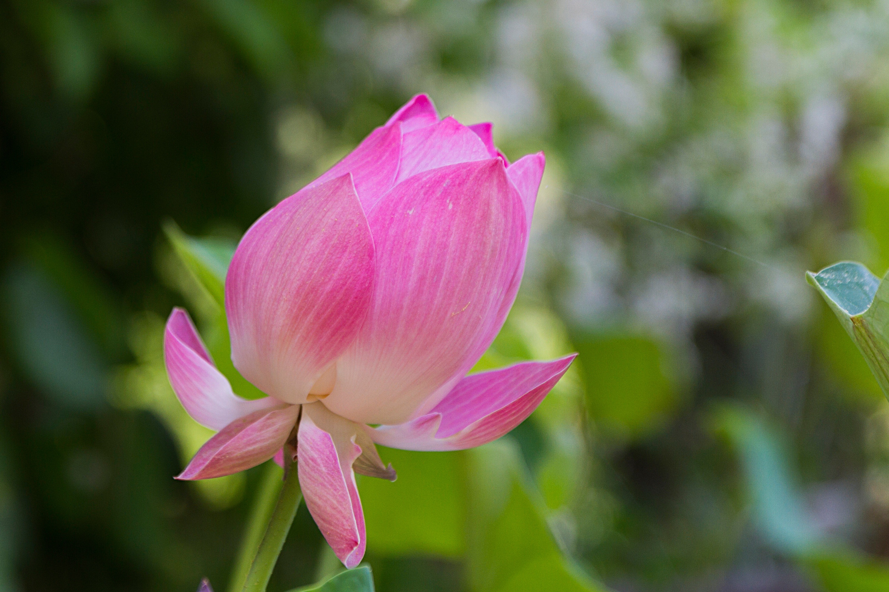 Lotus Flowers Pink free image download