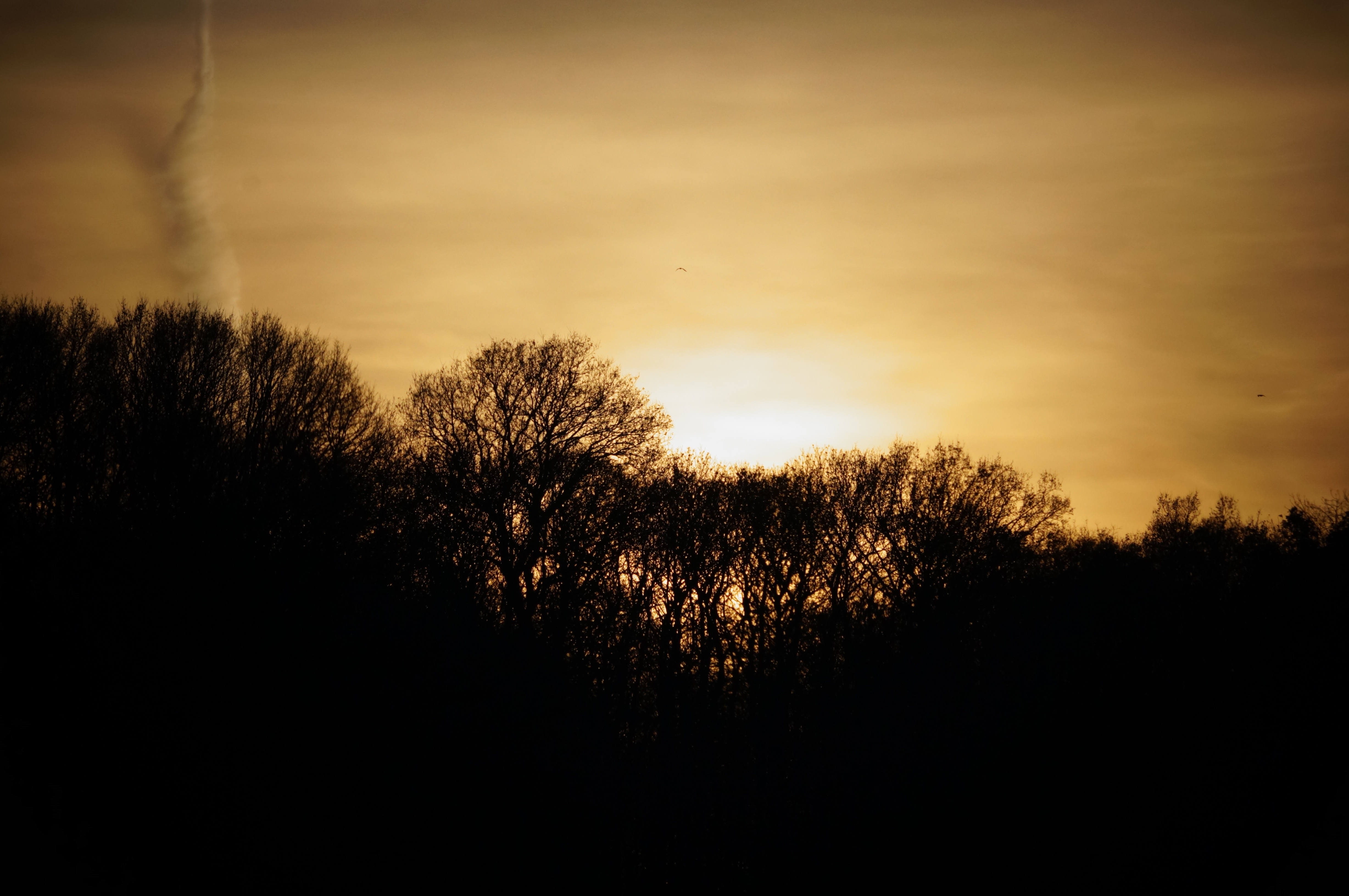Landscape Sunset Tree free image download
