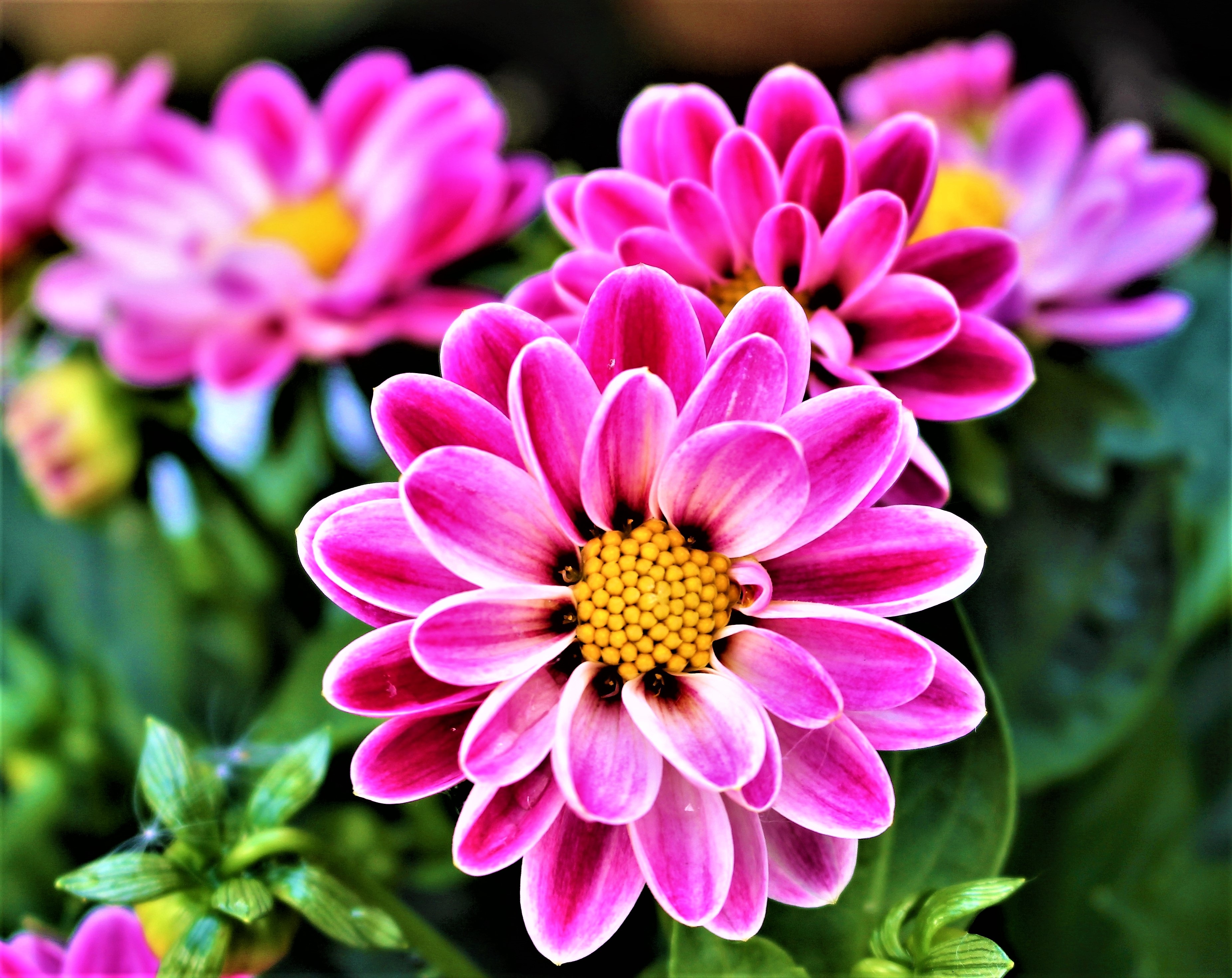 Flowers Petal Flowering free image download