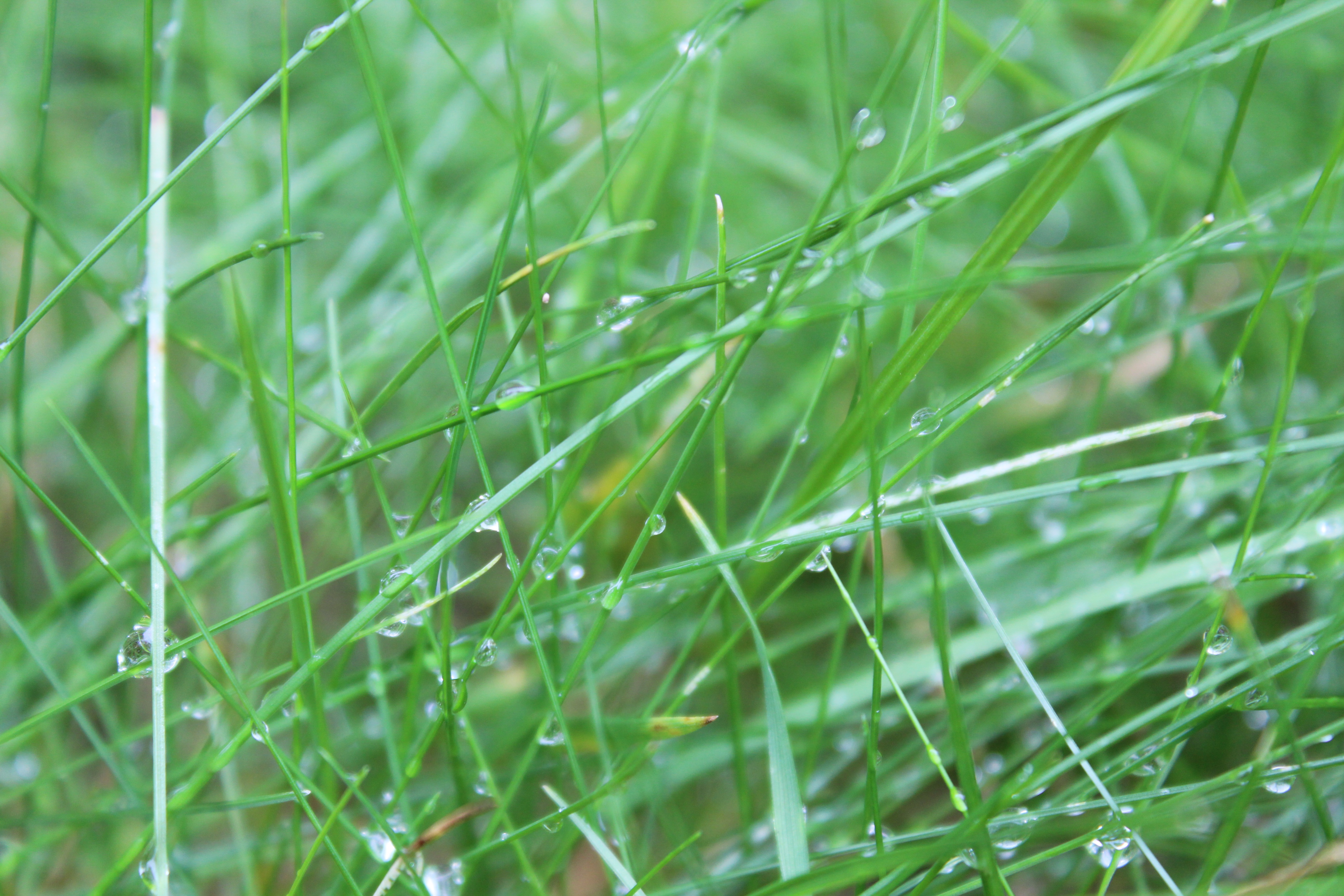 Grass Wet Drip free image download