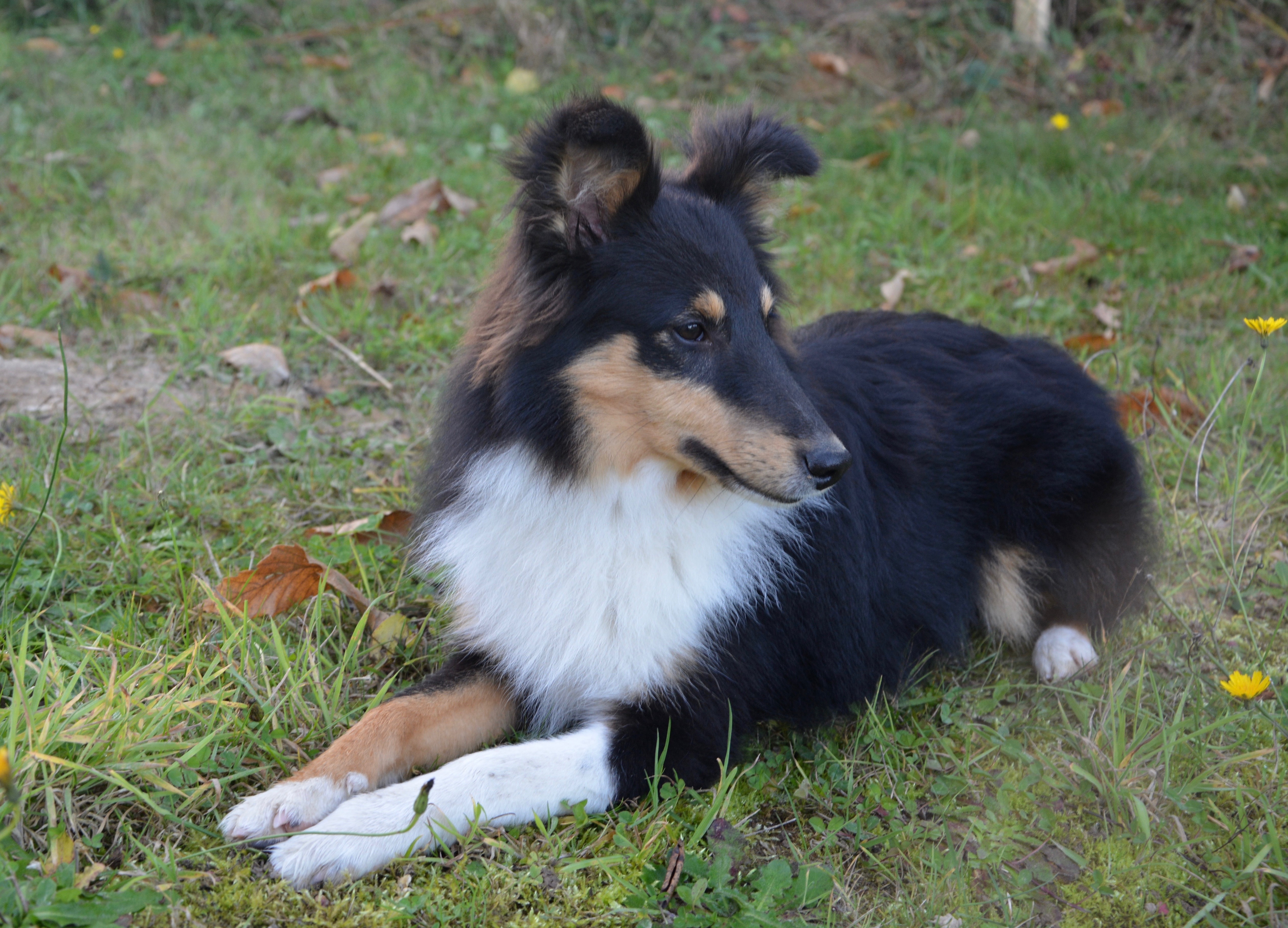Dog Lie Domestic Animal free image download