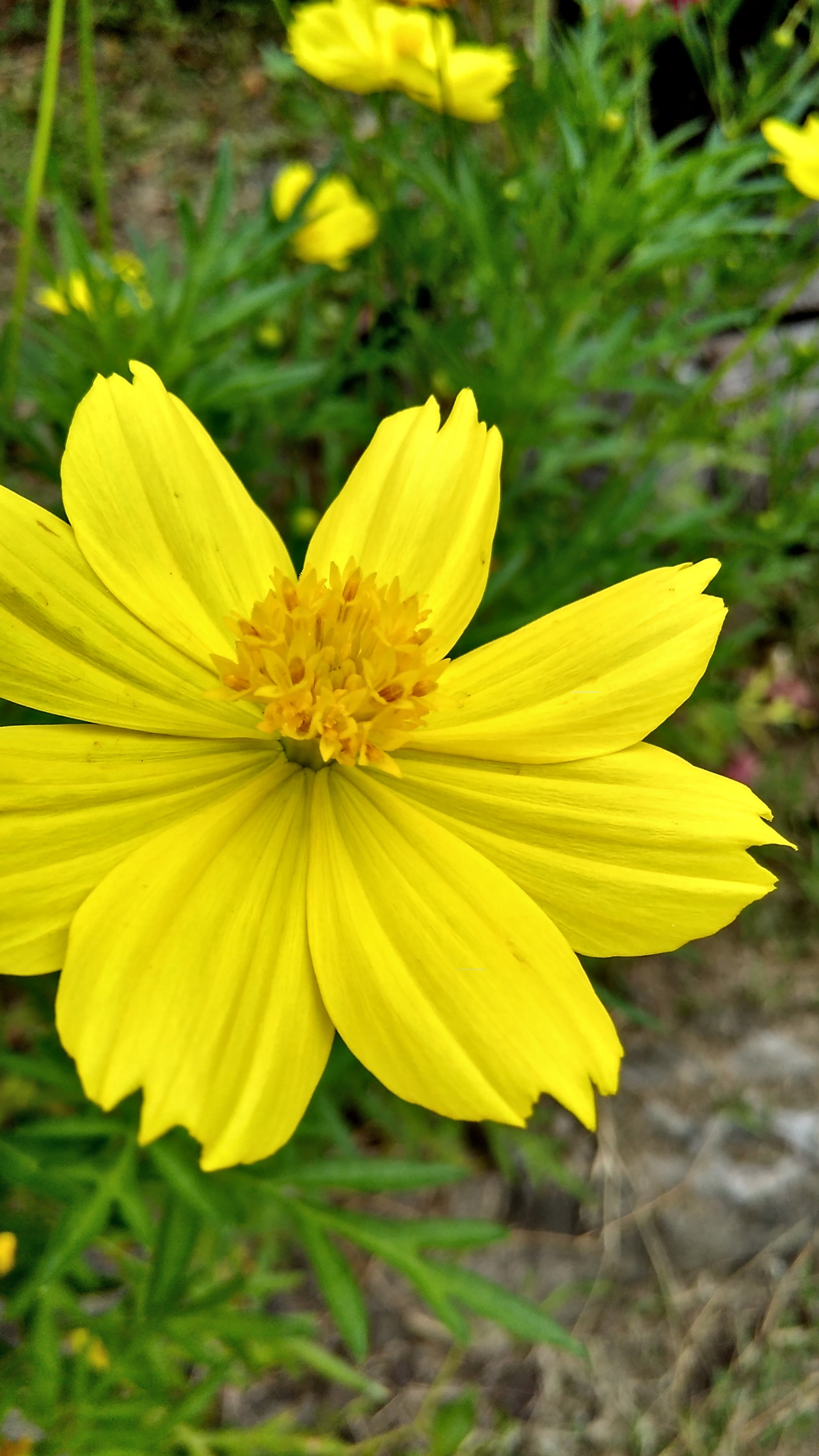 Yellow Green Nature free image download