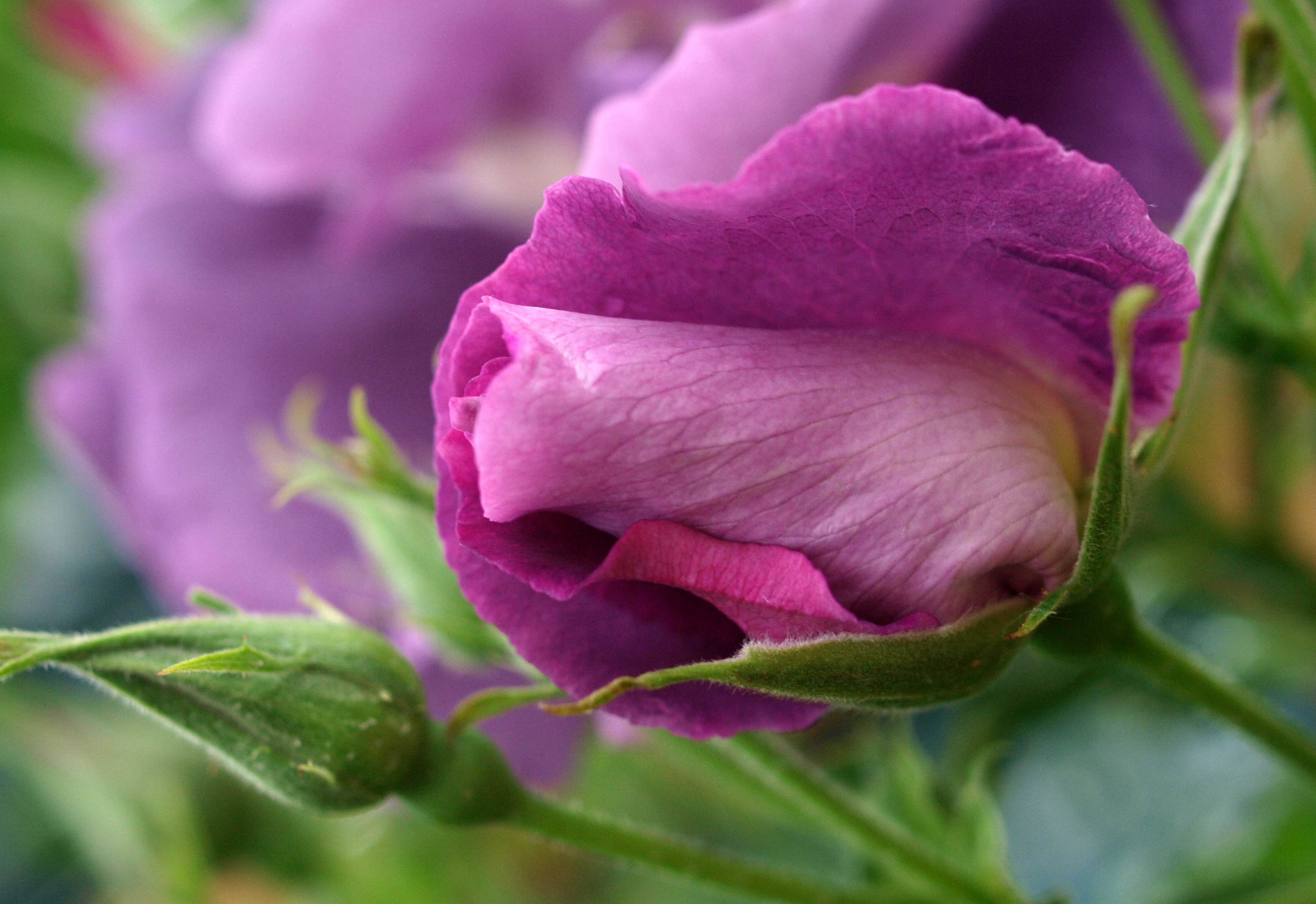 Flower Nature Flora free image download