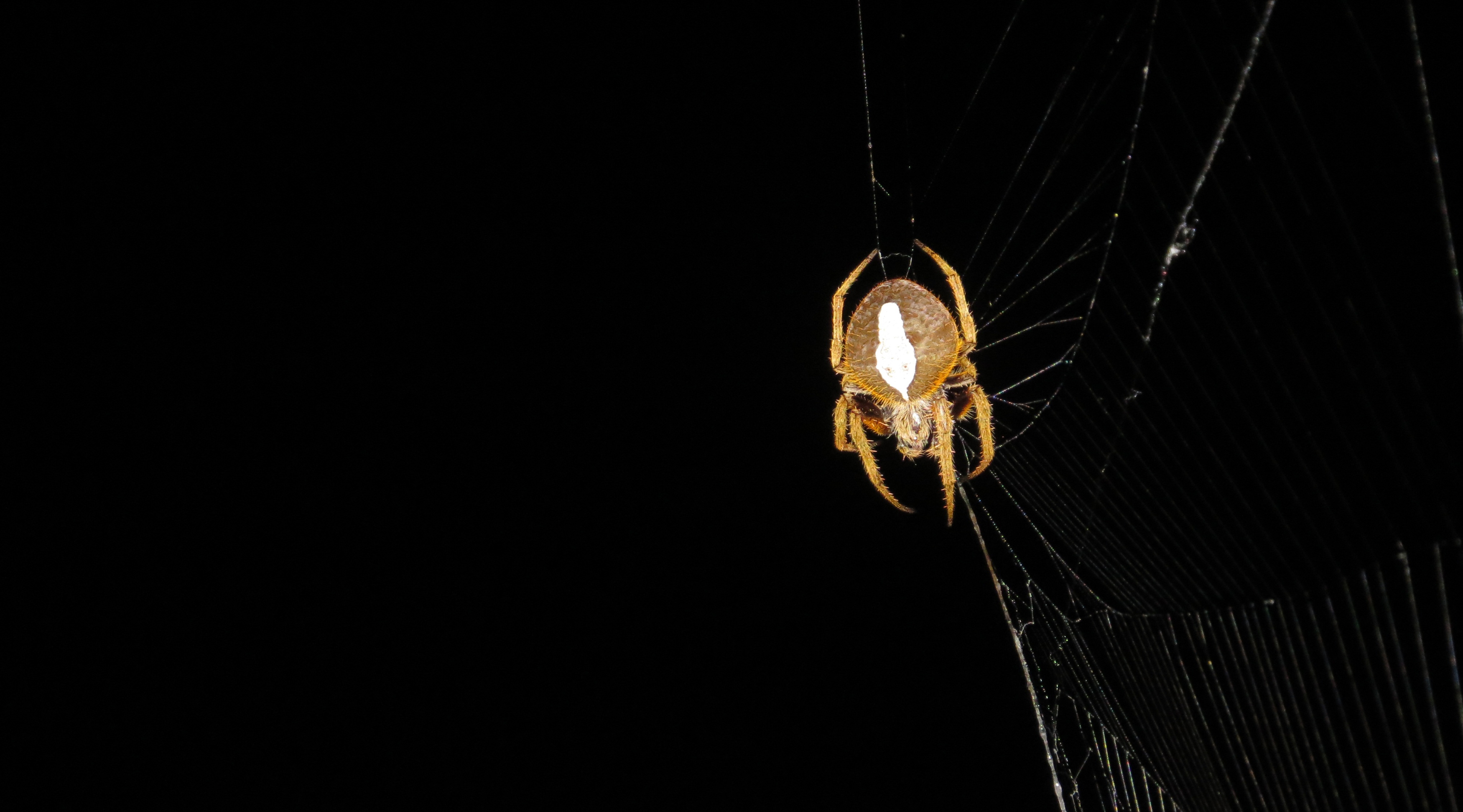 Spider Night Hunter Insect free image download