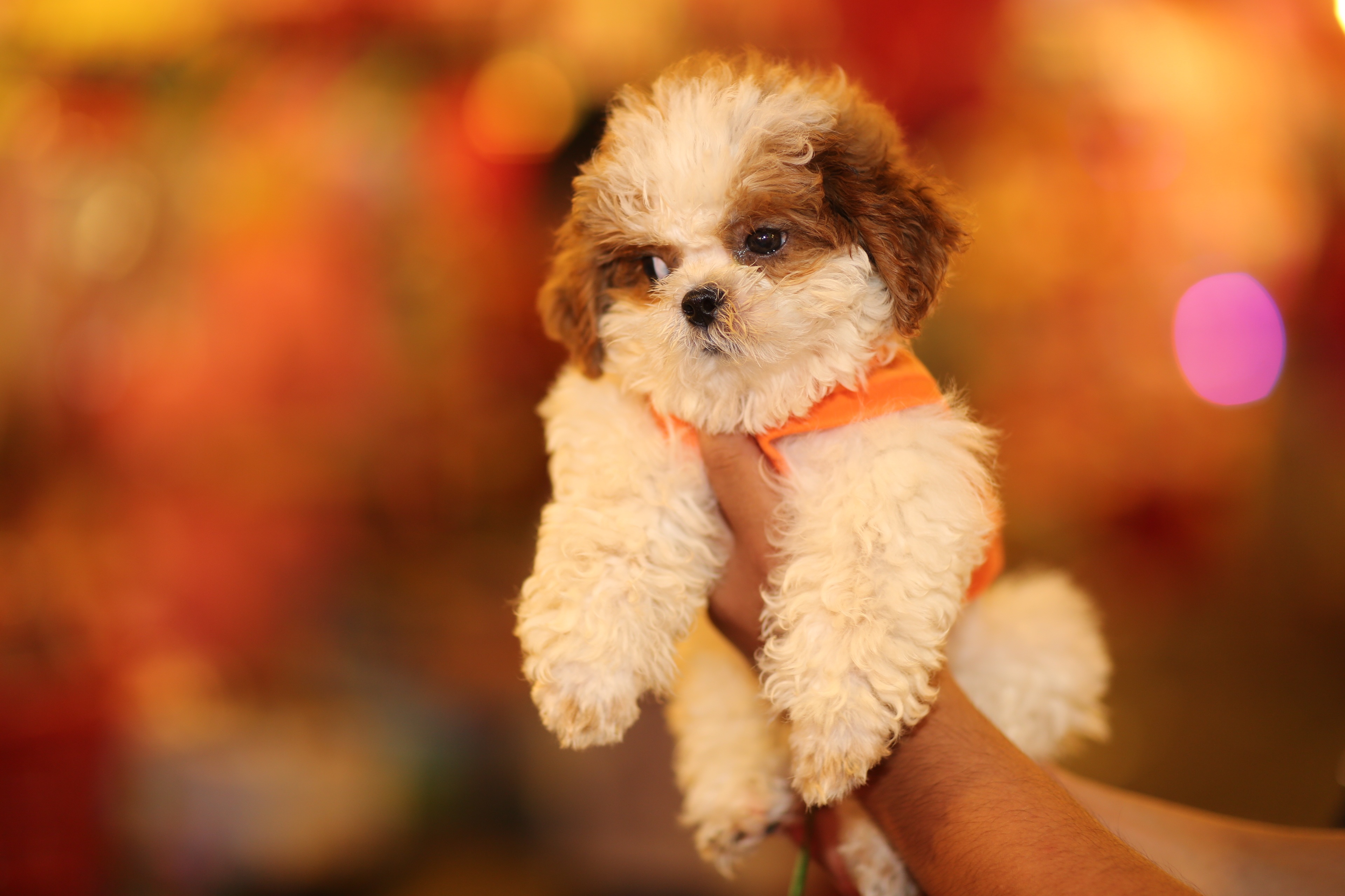 Dog Pet Animal free image download