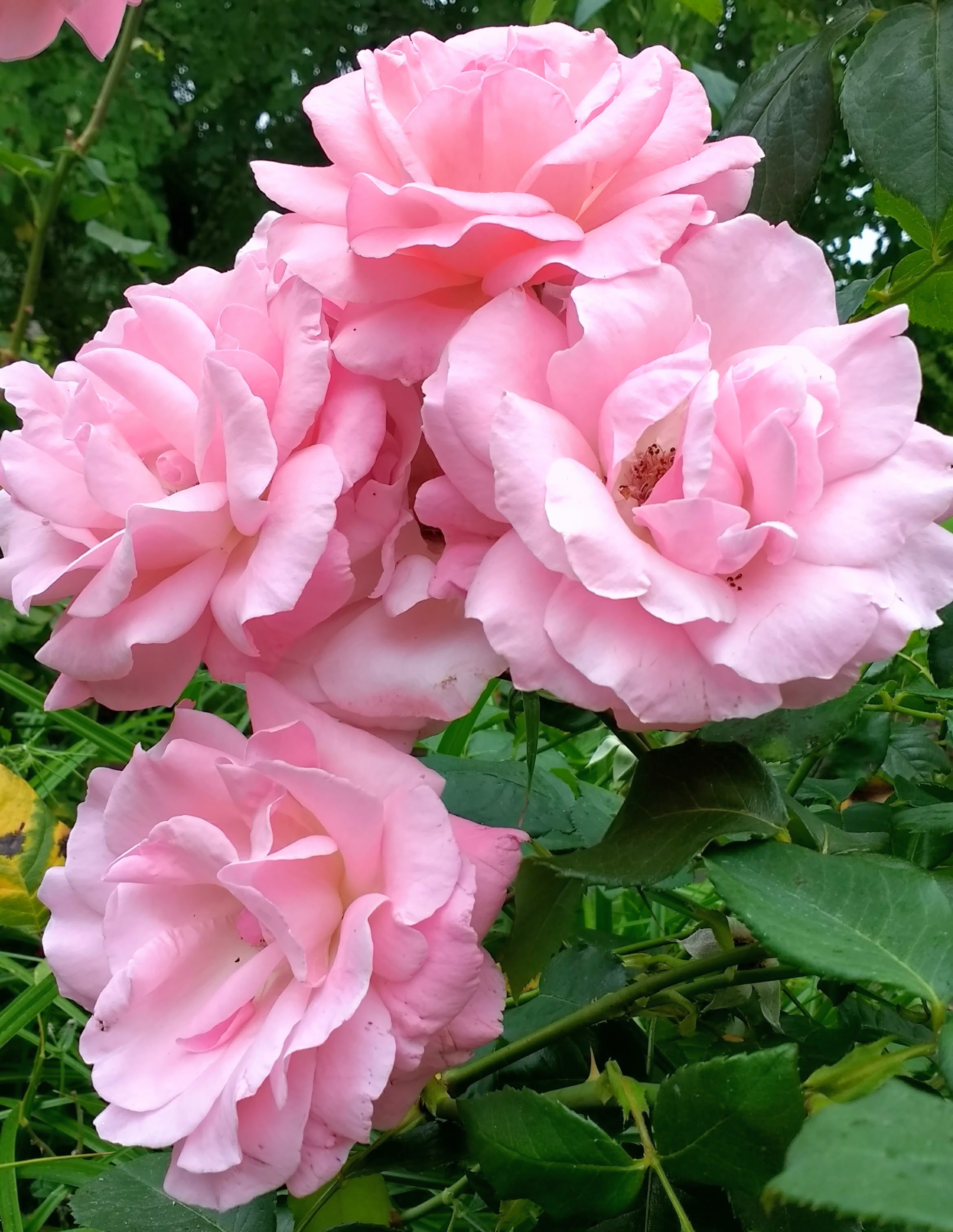 Rose Roses Pink free image download