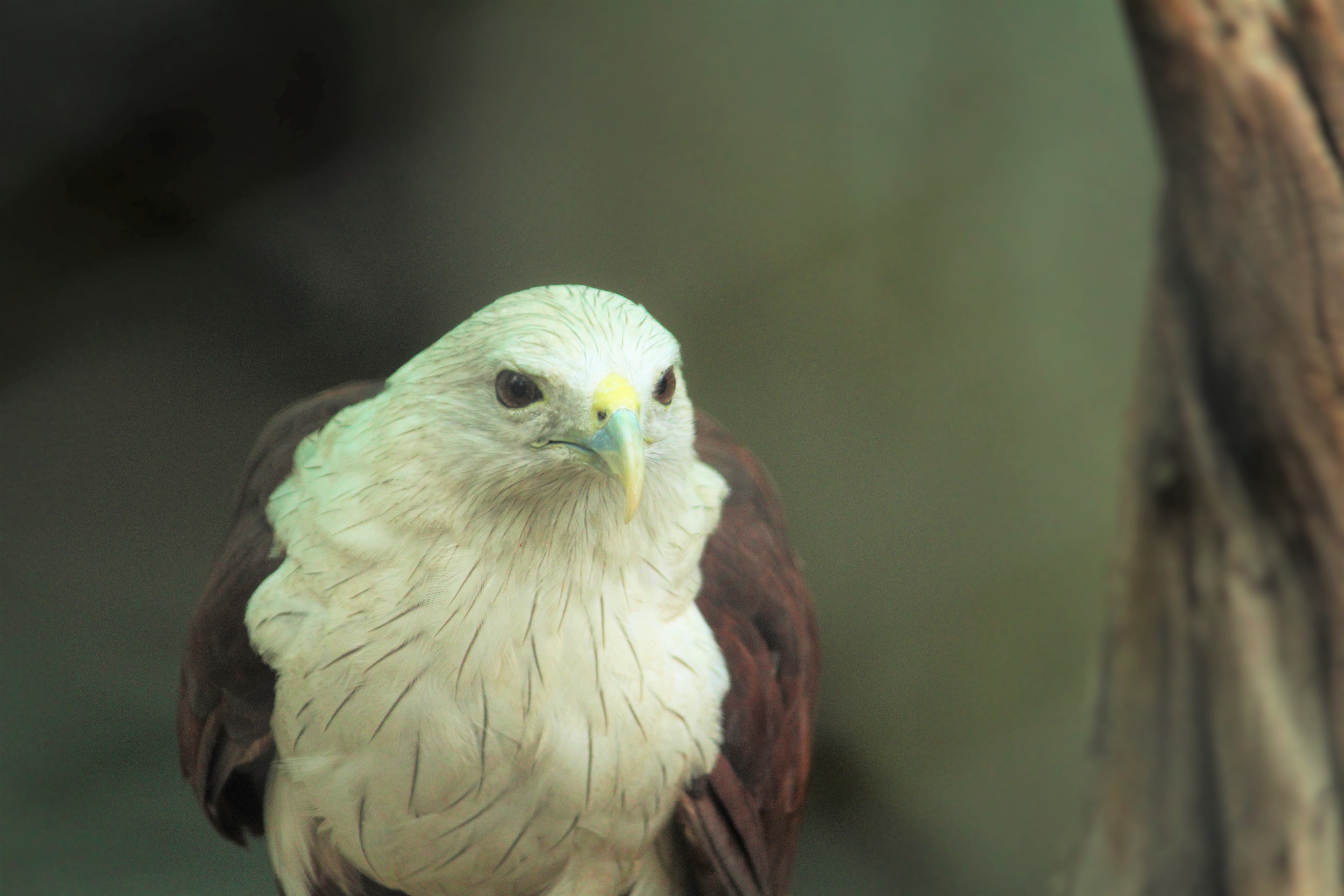 White Eagle free image download