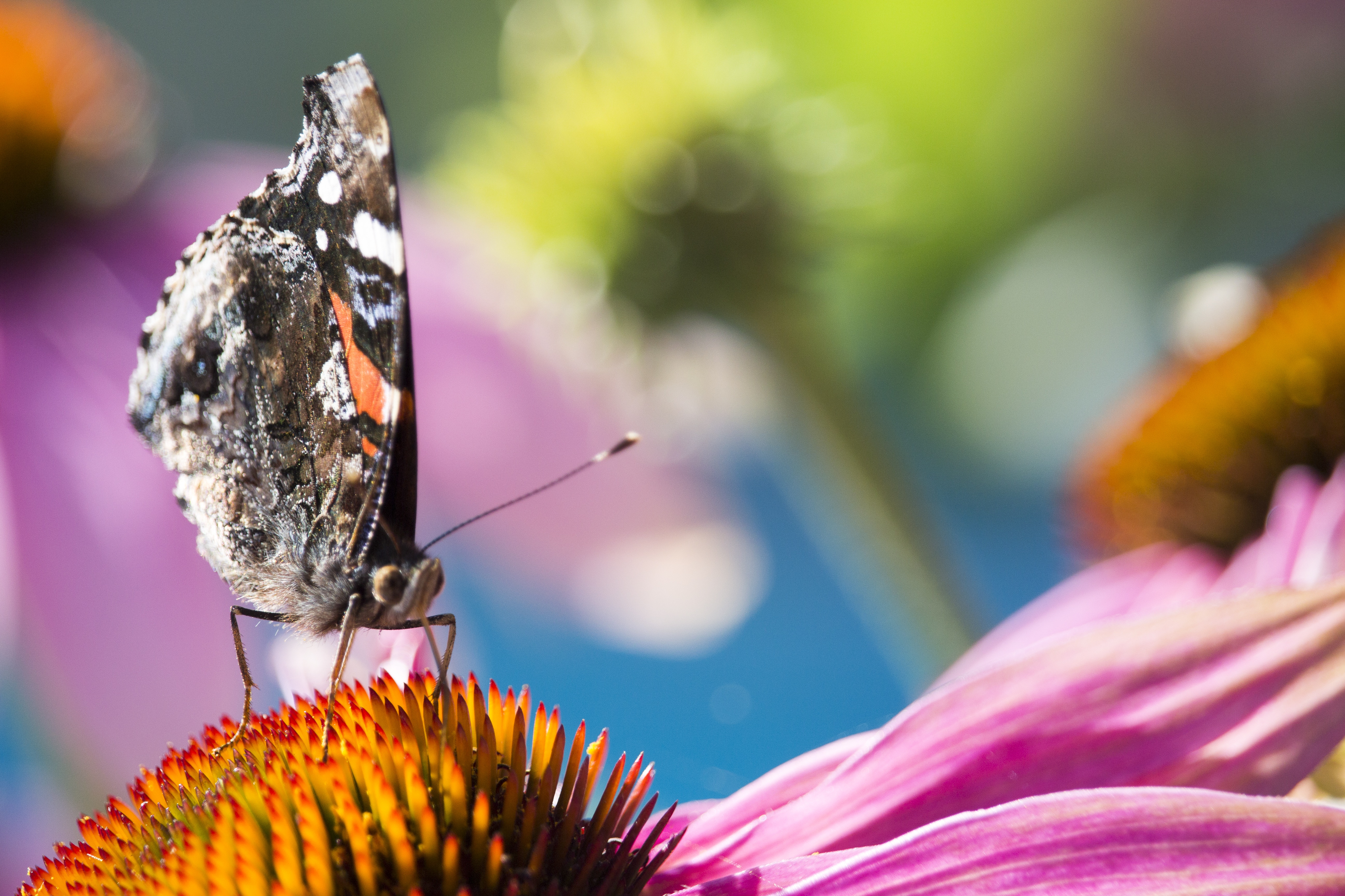 Nature Papillion free image download