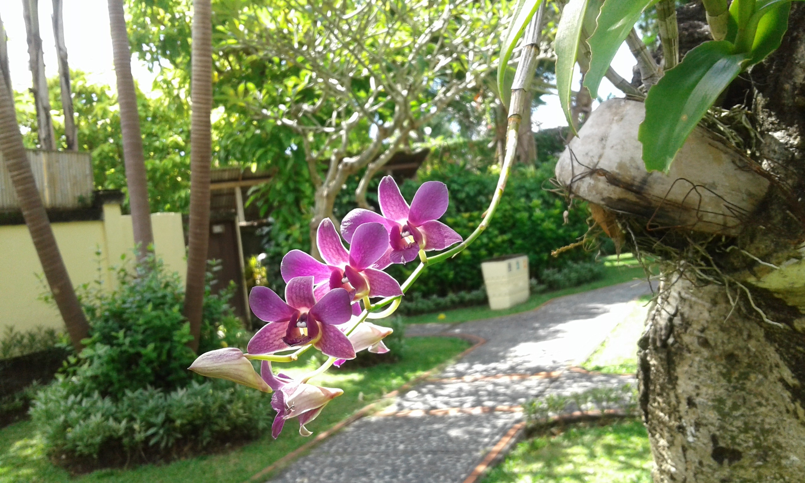 Orchid Flower Flora free image download