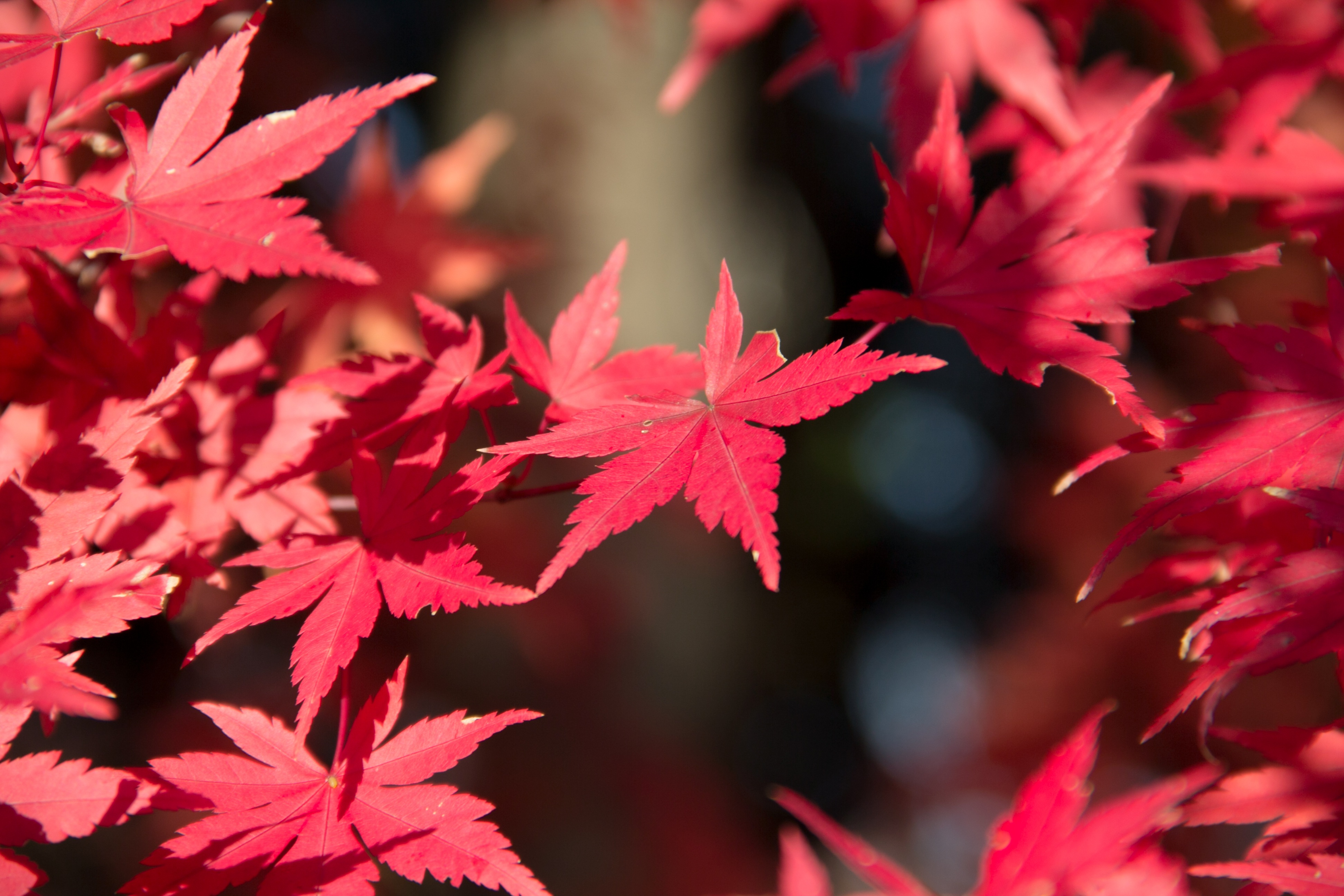 Leaf Nature Fall free image download