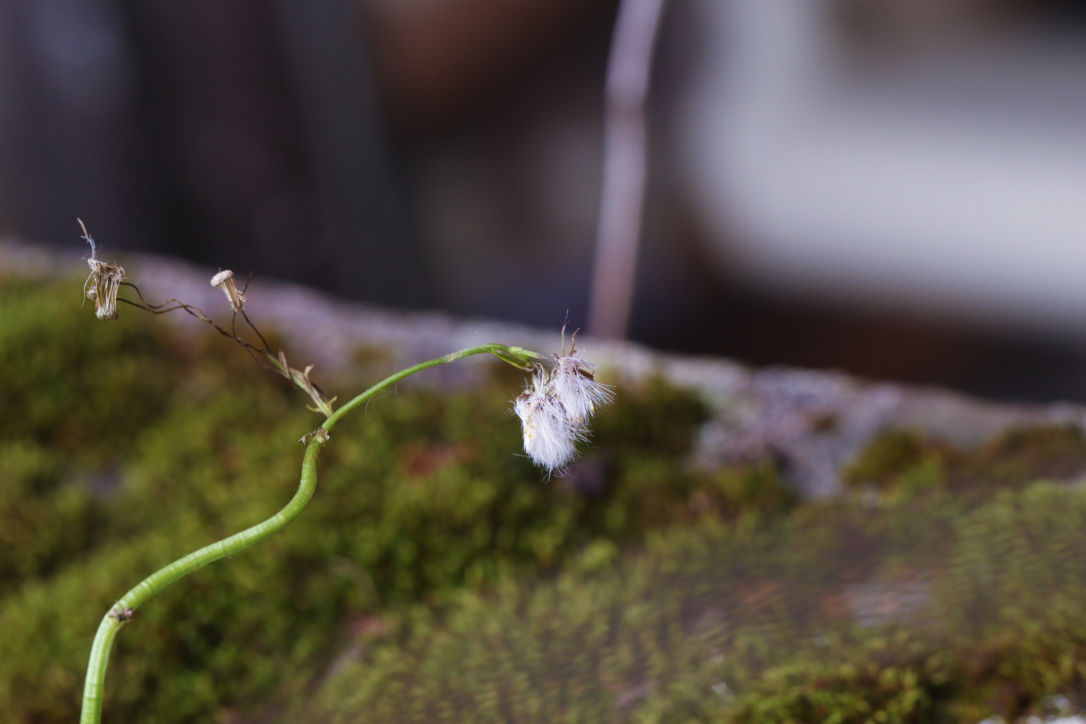 Wild Flower Autumn Moss free image download