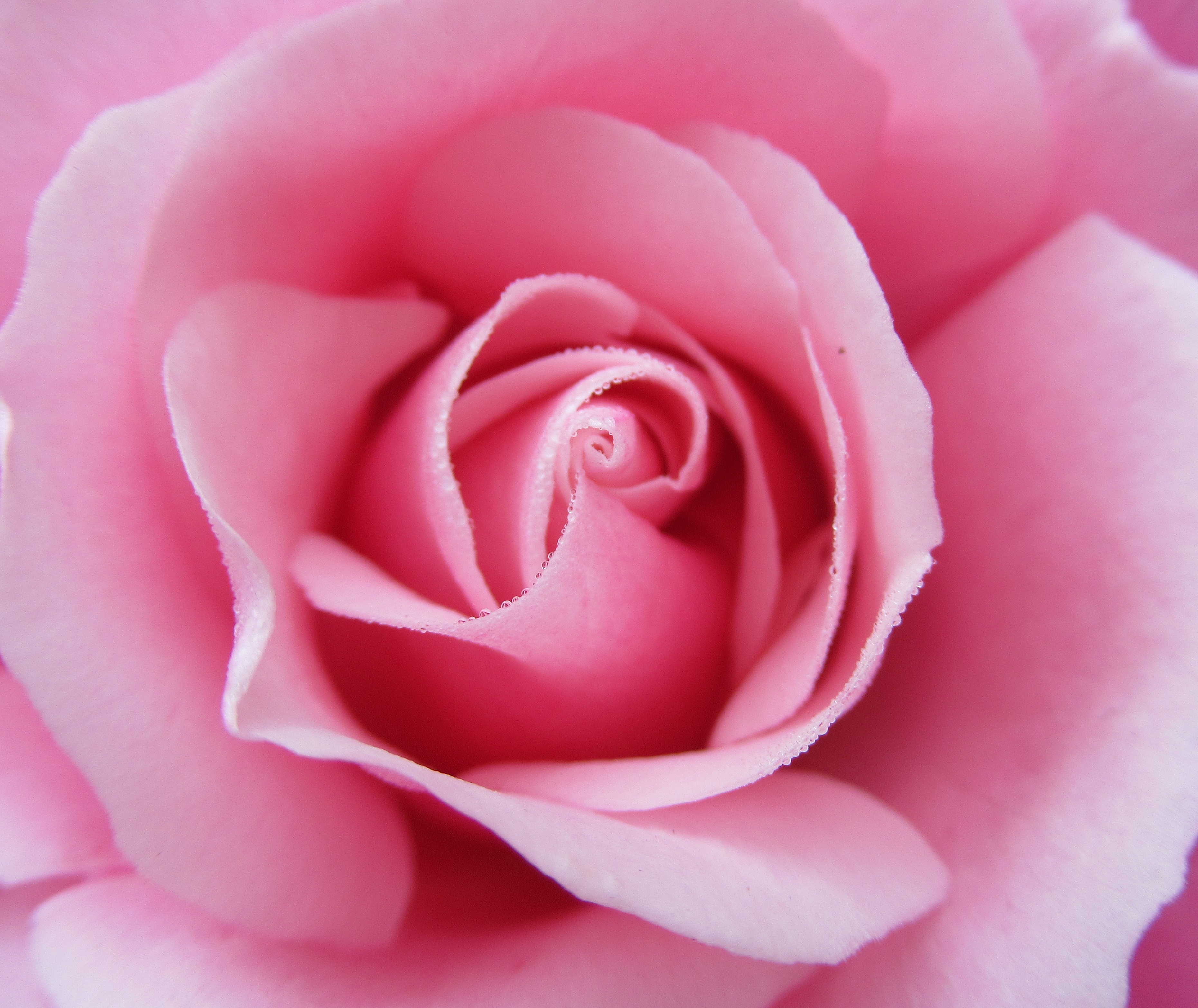 Dew Garden free image download