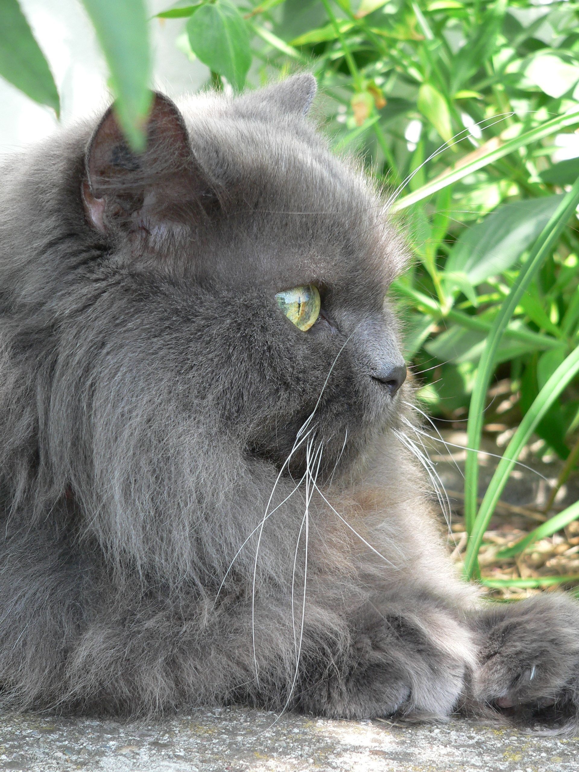 Cat Persians Pet free image download