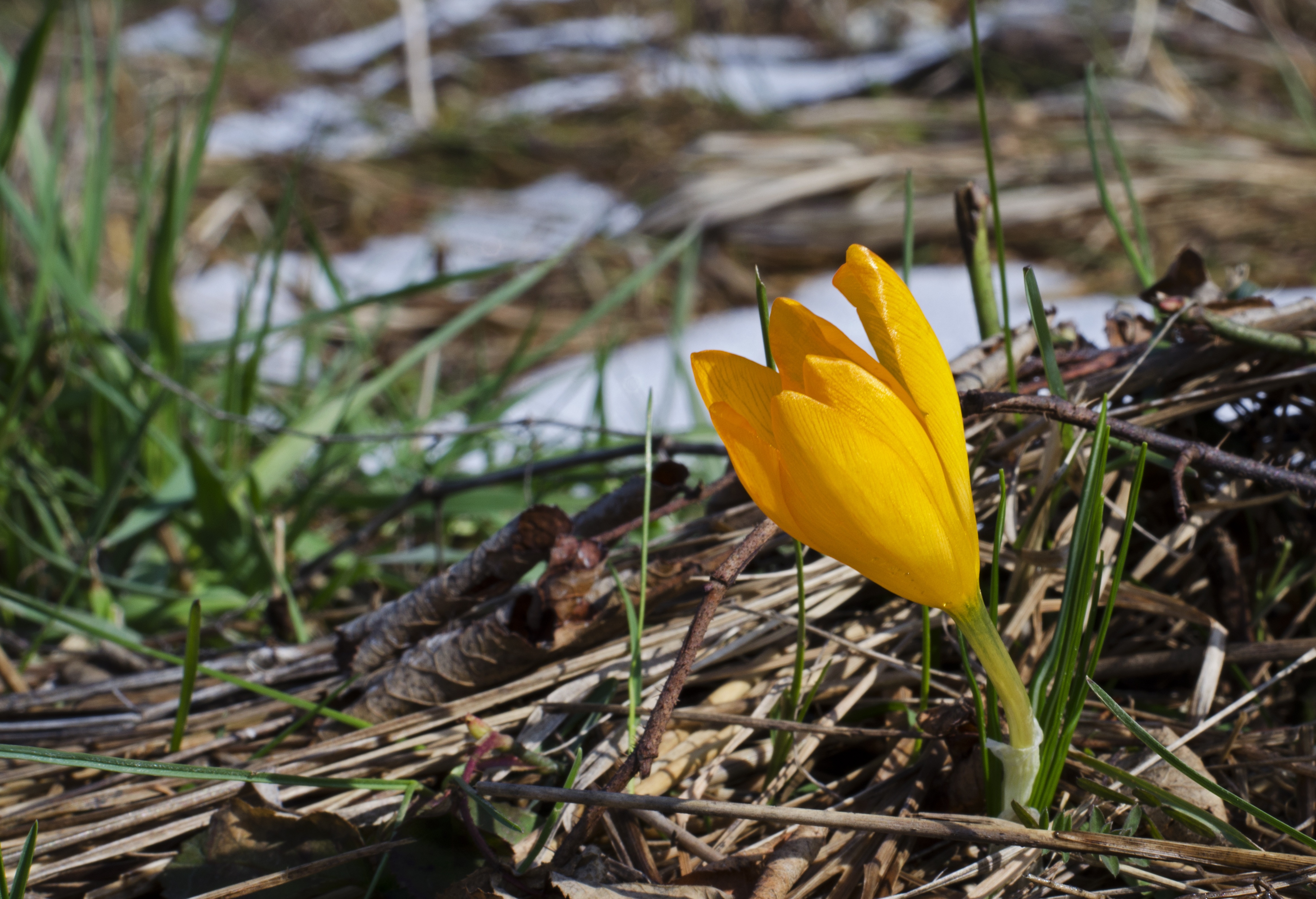 Flower Snow Orange Dead grass free image download