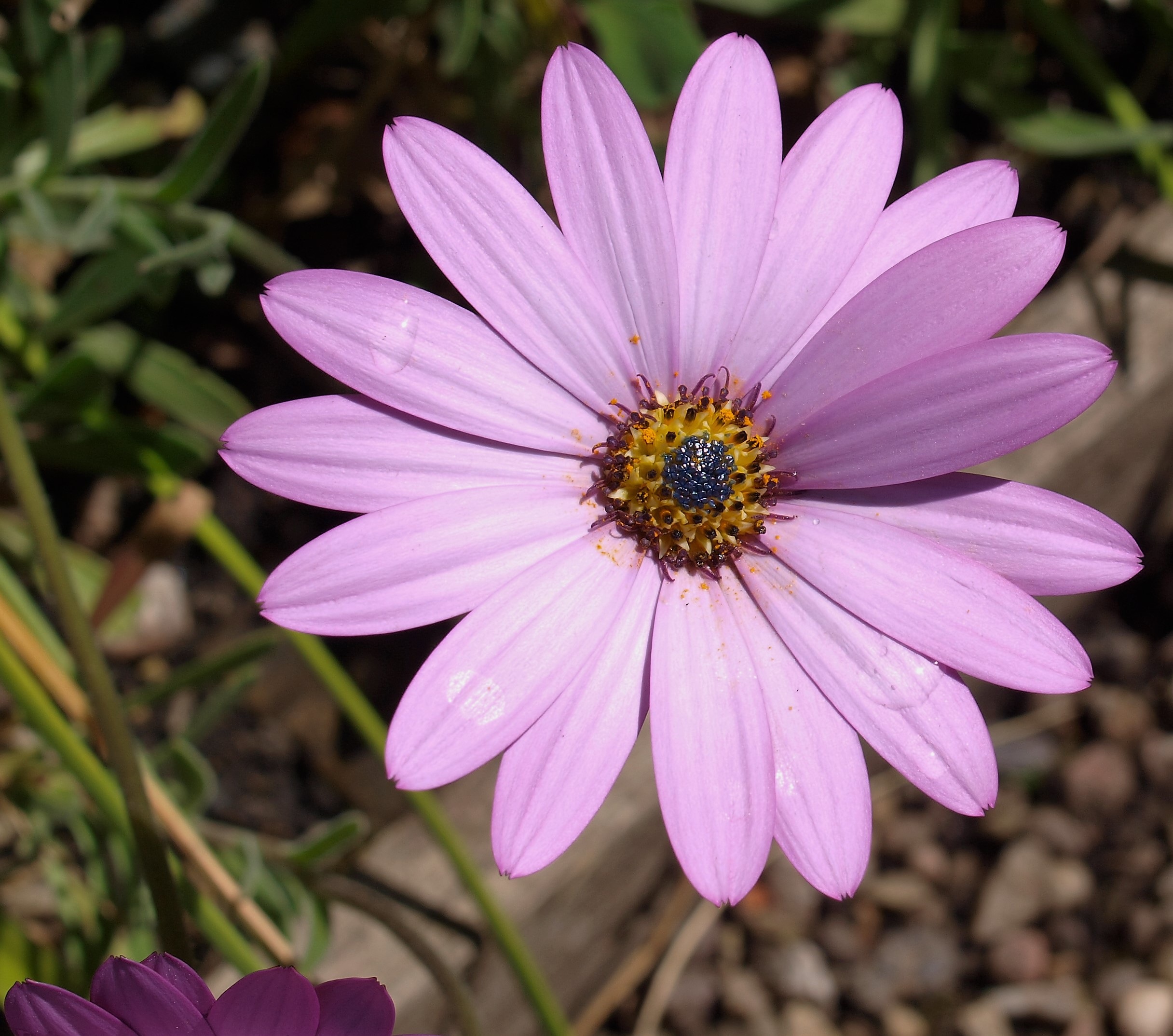 Flora Nature Flower free image download