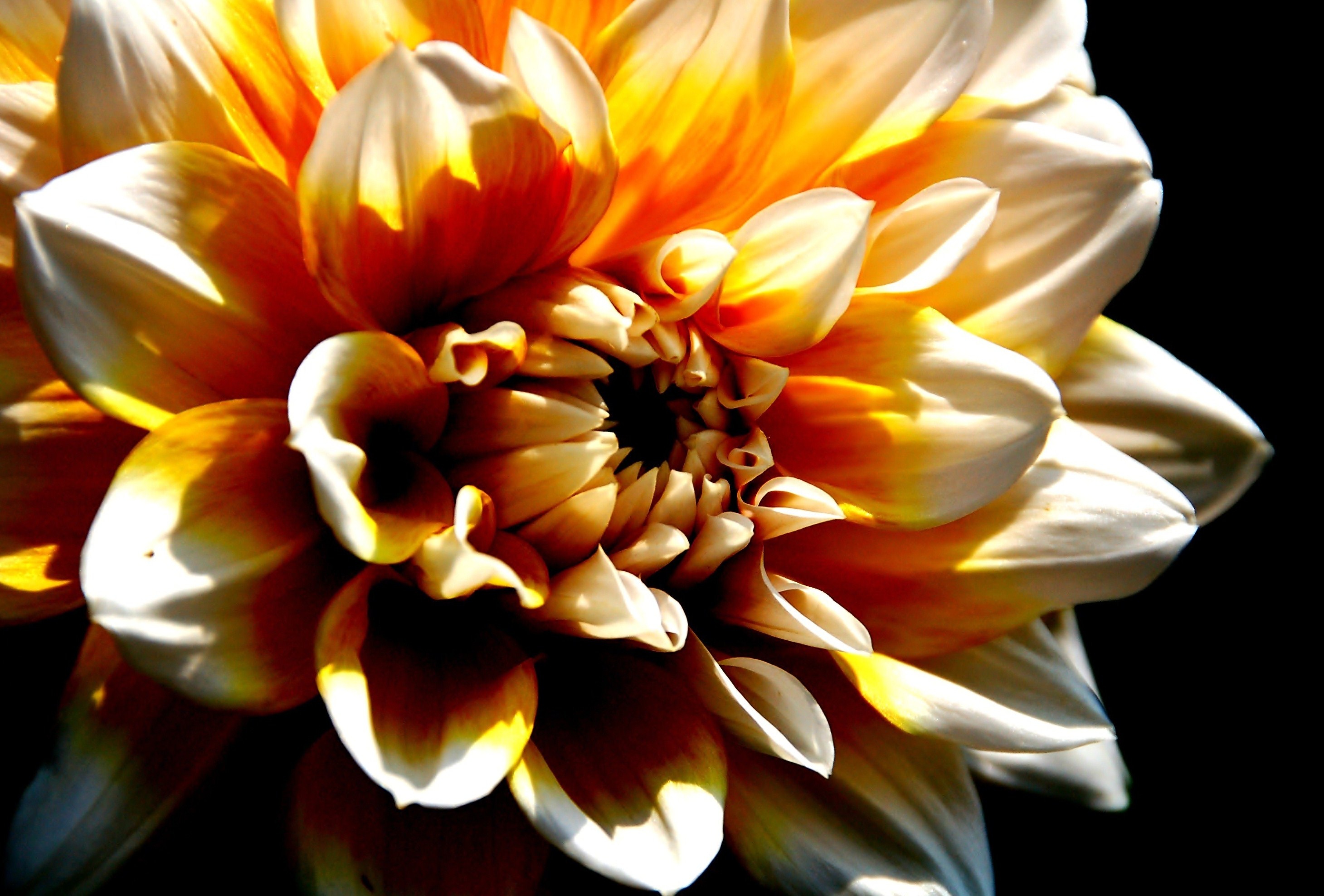 Nature Plant Nice free image download