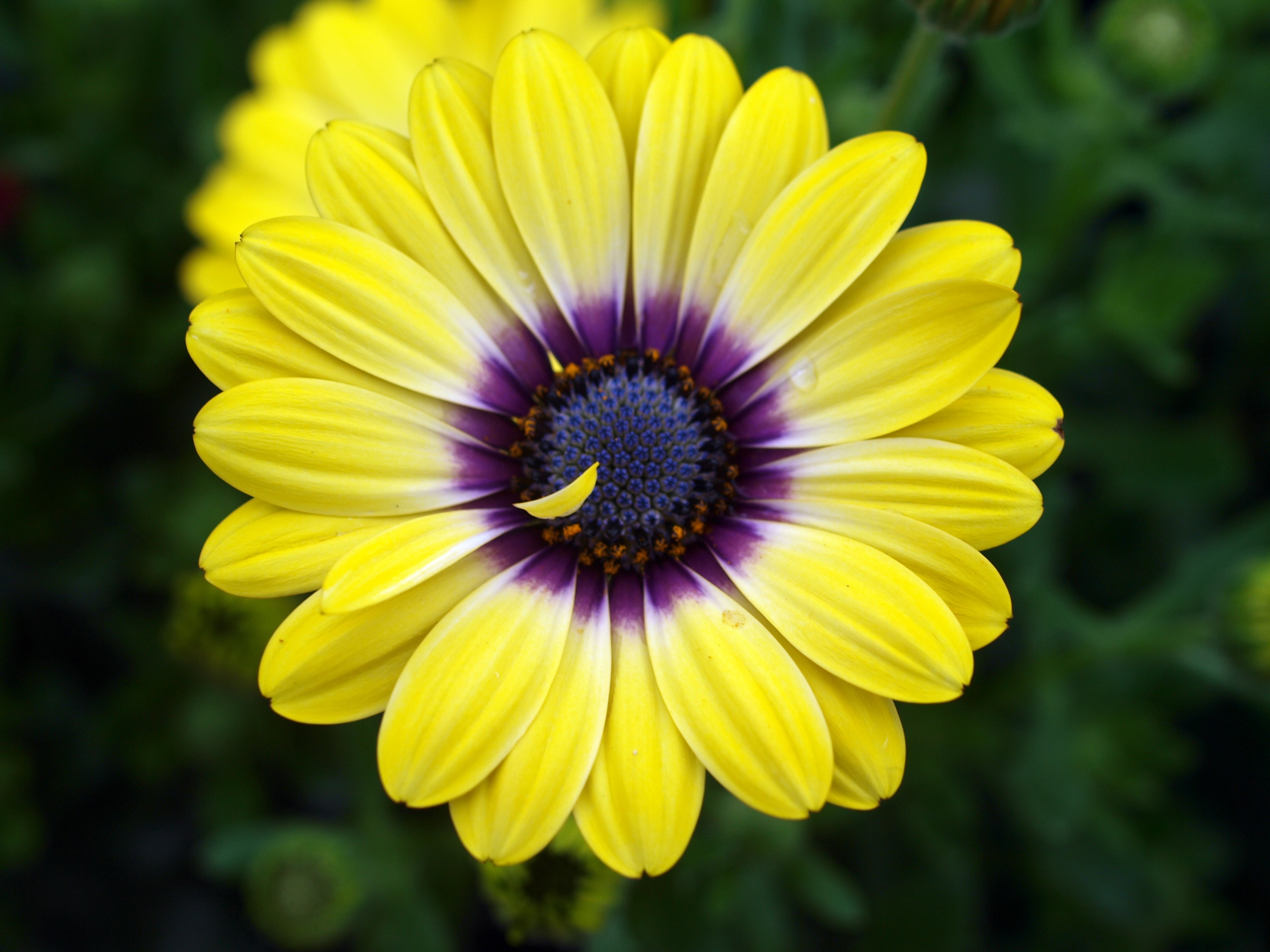 Flower Nature Flora free image download