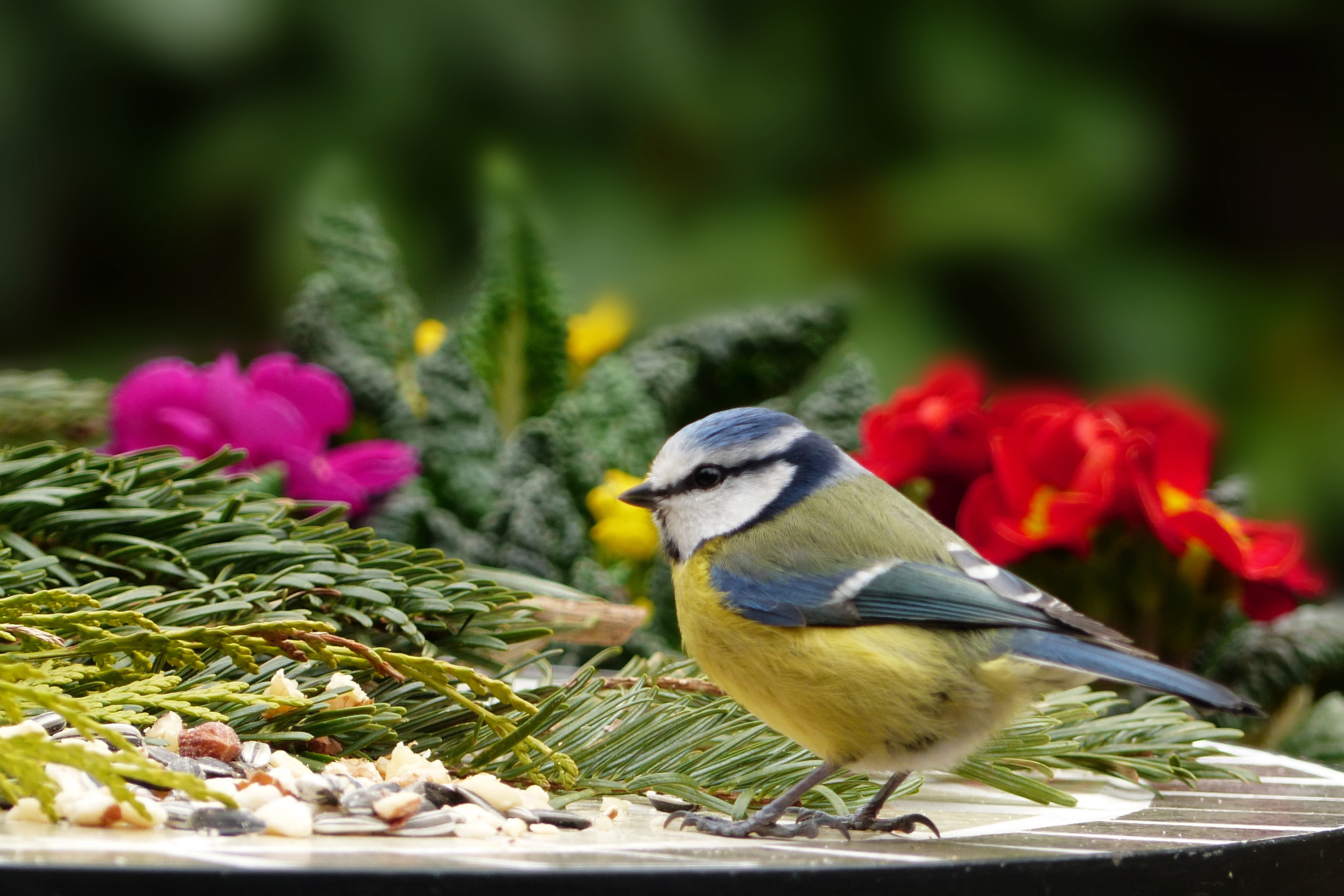 Animal Bird Tit Blue free image download