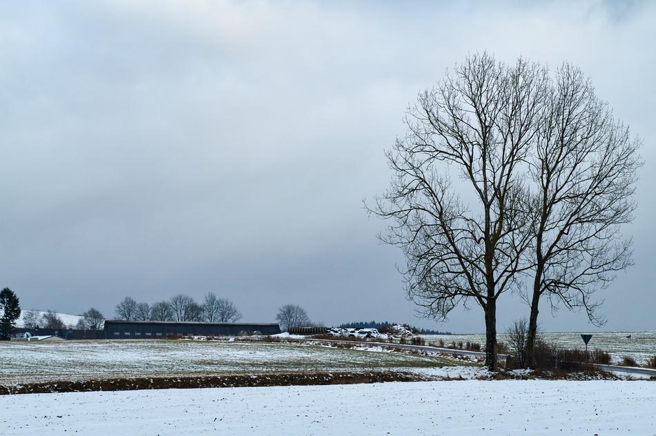 Tree Winter Landscape free image download