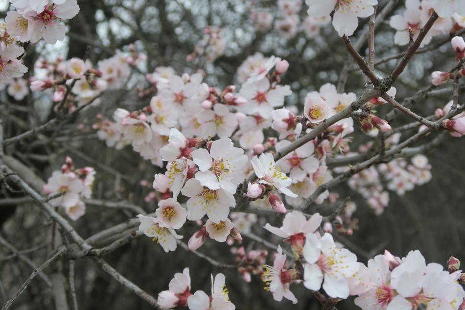 Almond Spring Flower free image download