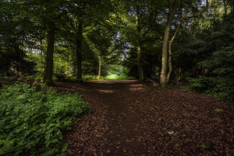 Landscape Forest Trees free image download