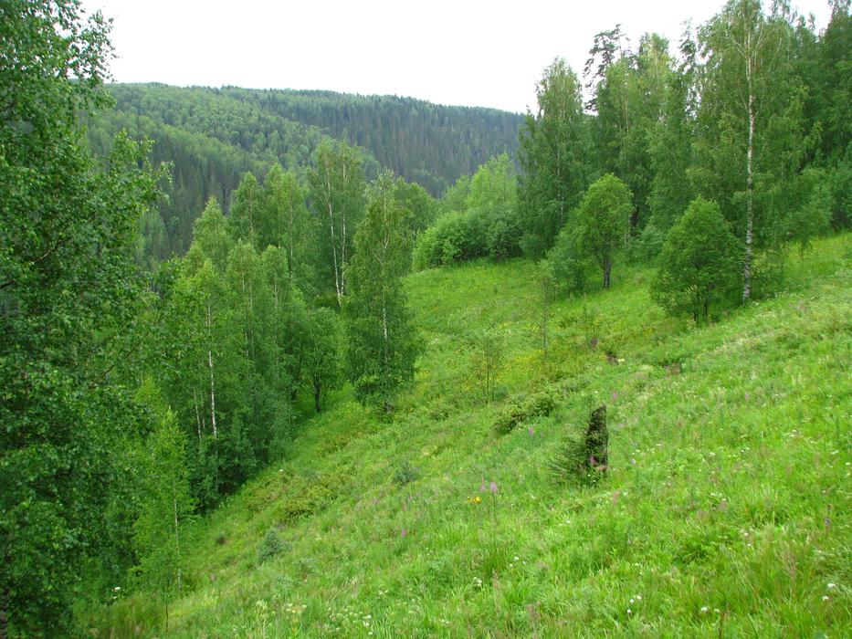 Forest Summer Sun free image download