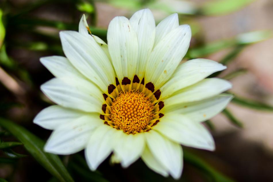 Nature Flower Plant free image download