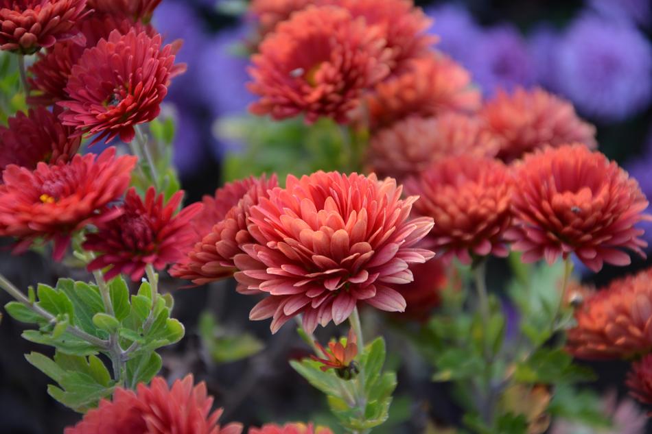 Flower Chichewa Live Vivid Color free image download