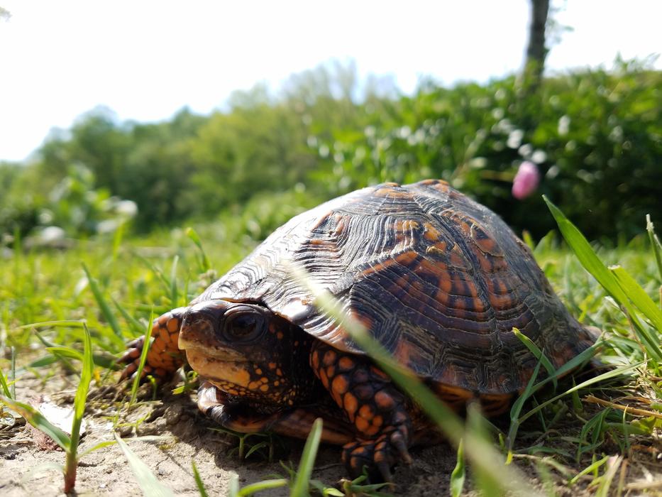 Turtle Nature Grass free image download