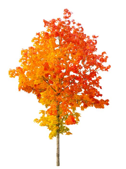 Nature Autumn Tree Fall free image download