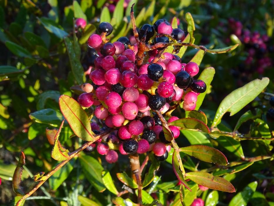 Seeds Forest Autumn free image download