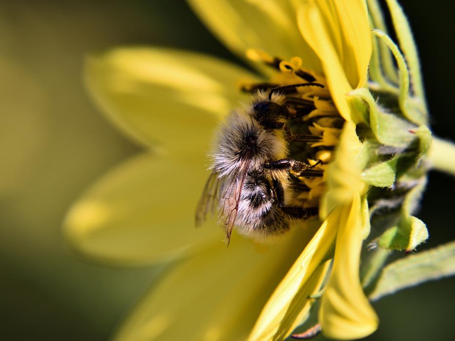 Bee Blossom Bloom free image download