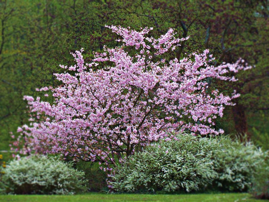 Spring Bush Flowers free image download