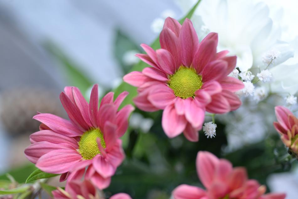 Little Pink Flowers free image download