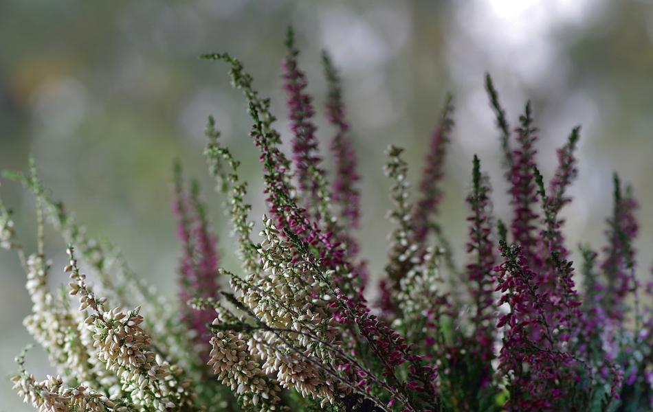 Heather Flower Ornament free image download