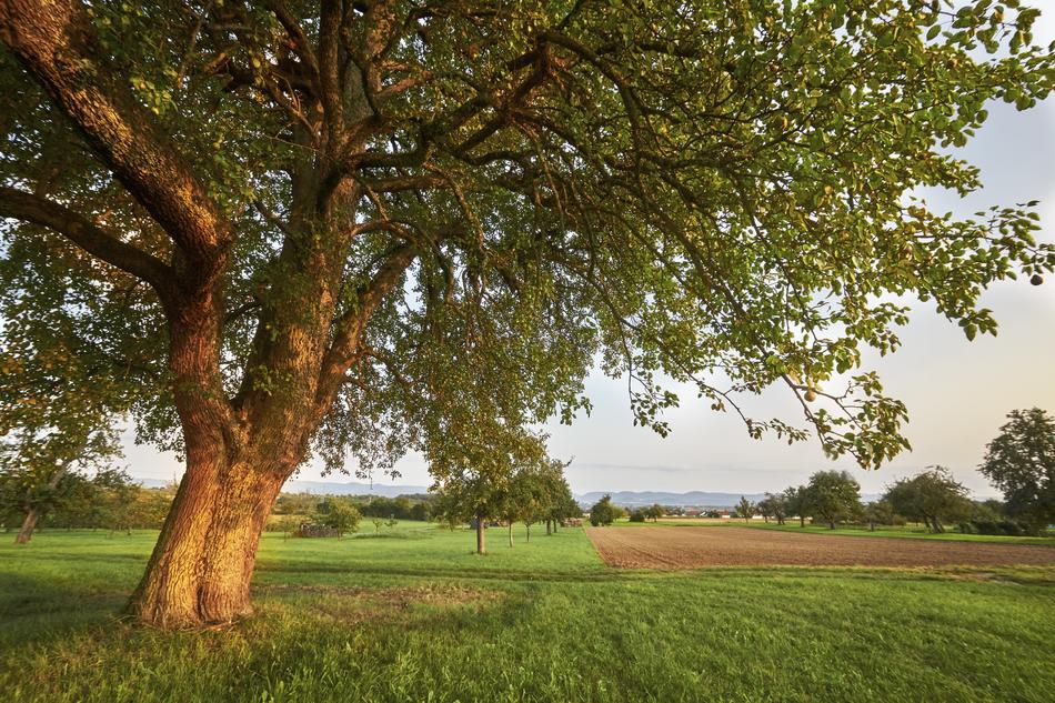 Evening Sun Pear Setting free image download