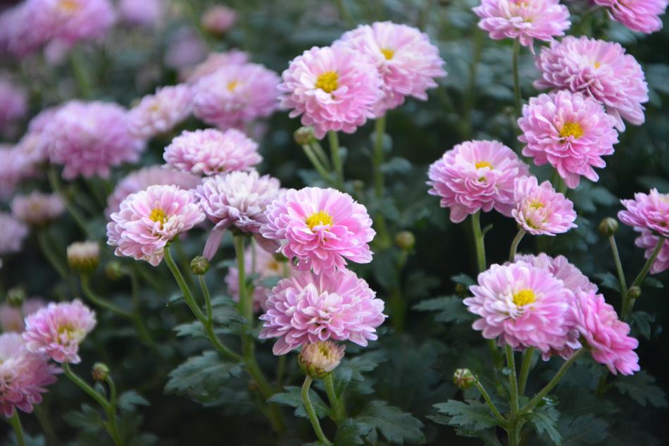 Flower Pink Flowers Mums free image download
