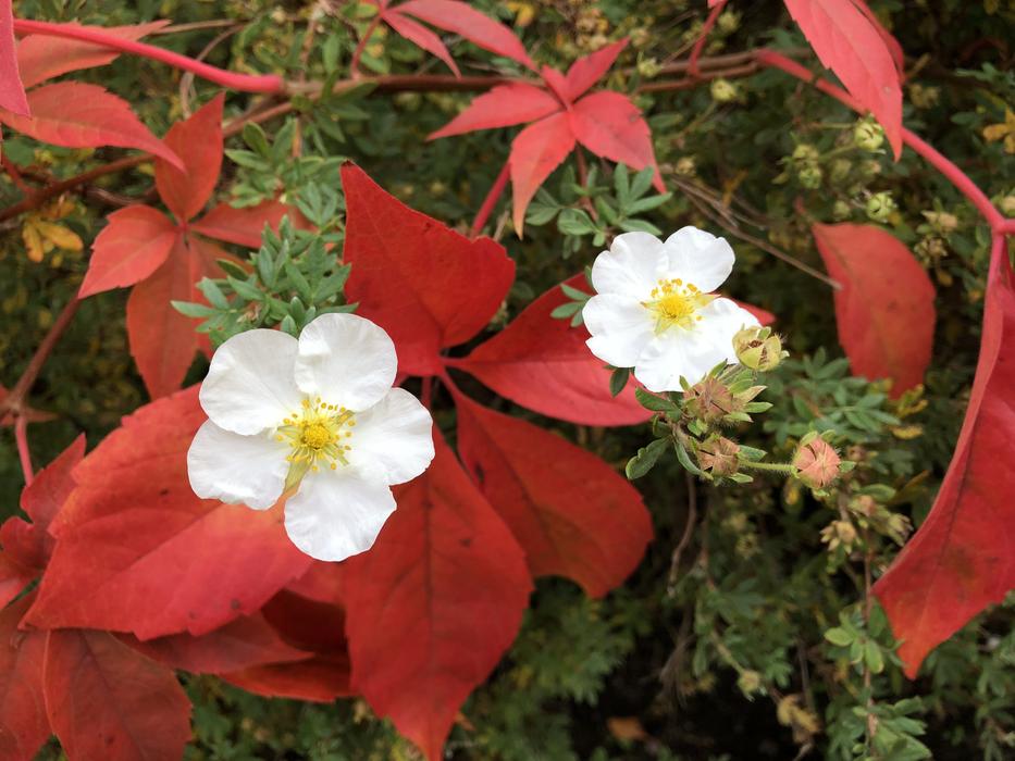 Flower Red Leaf free image download