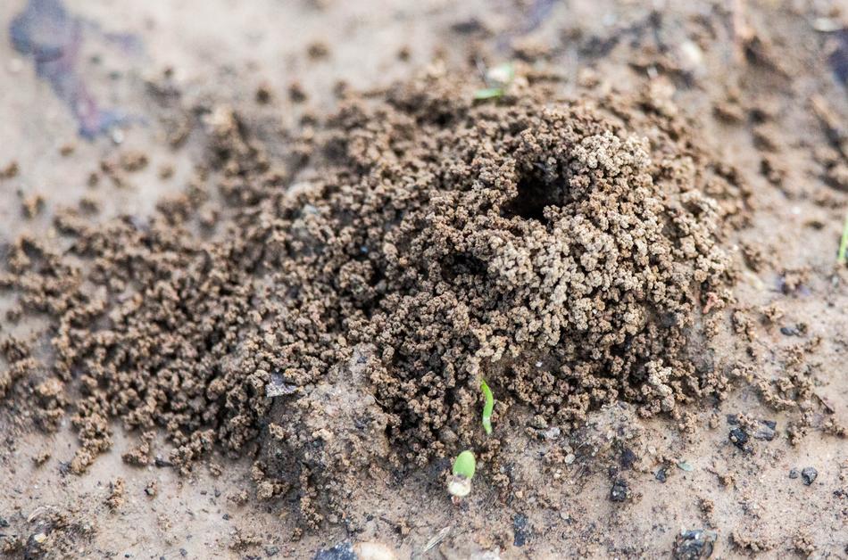 Sand Soil Nature free image download