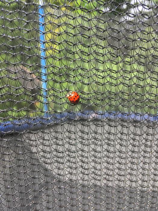 Ladybug Web Garden free image download